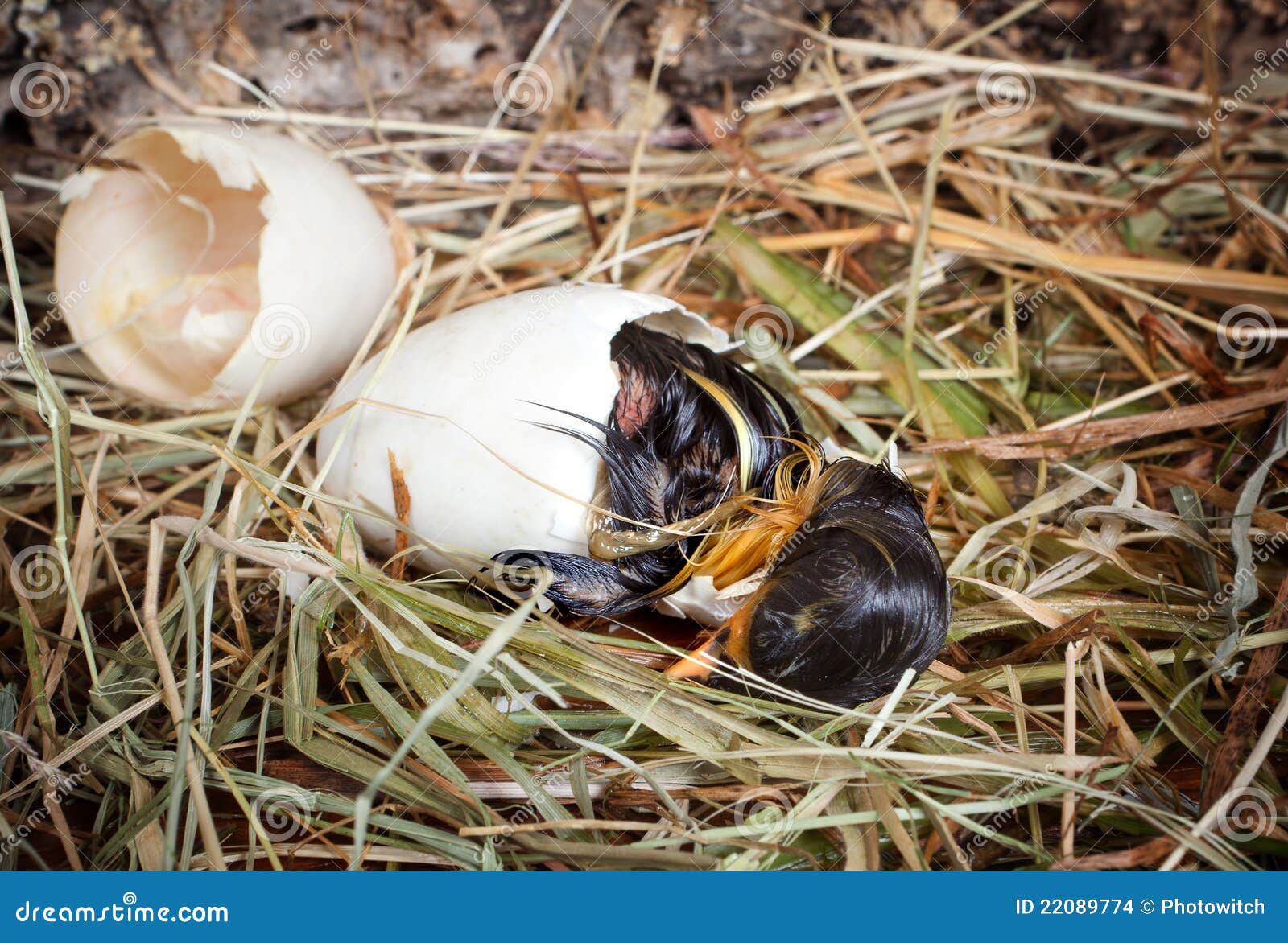 Last Hatching Effort of a Duckling Stock Photo - Image of young, birth ...