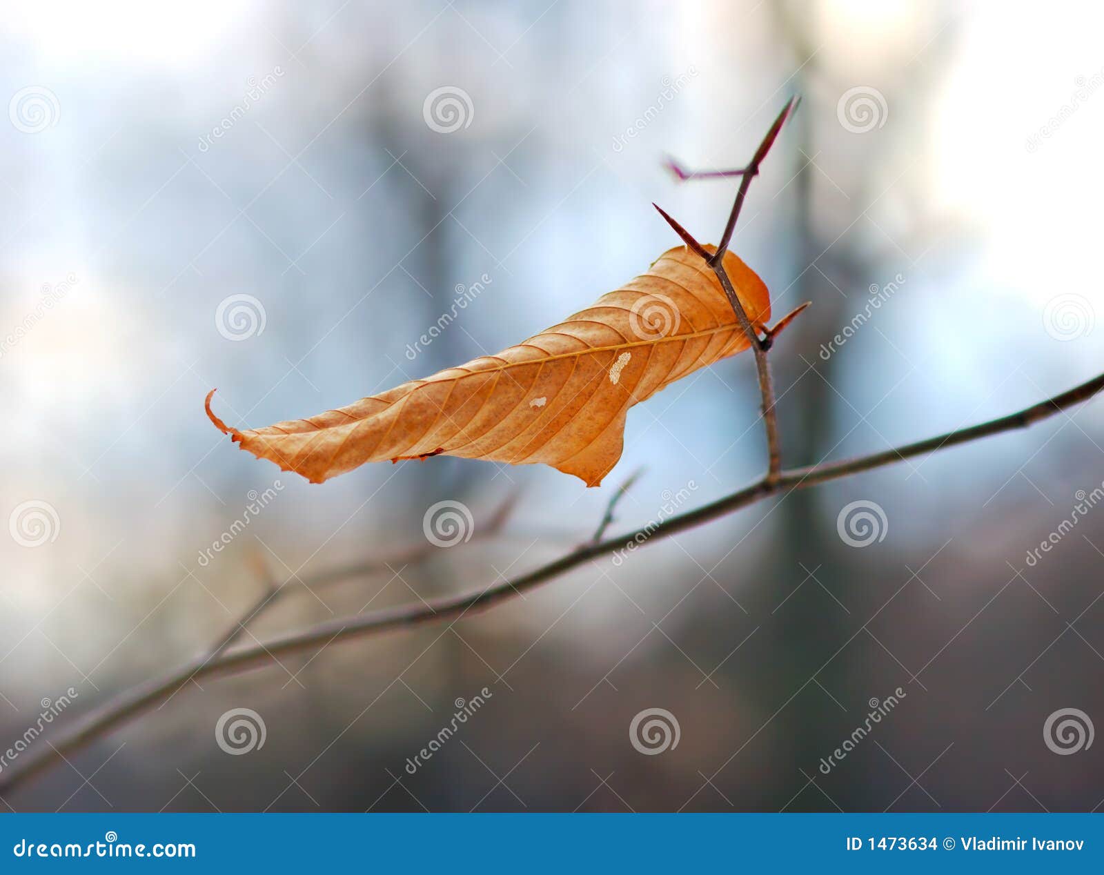 The last leaf stock photo. Image of twig, branch, outside - 1473634