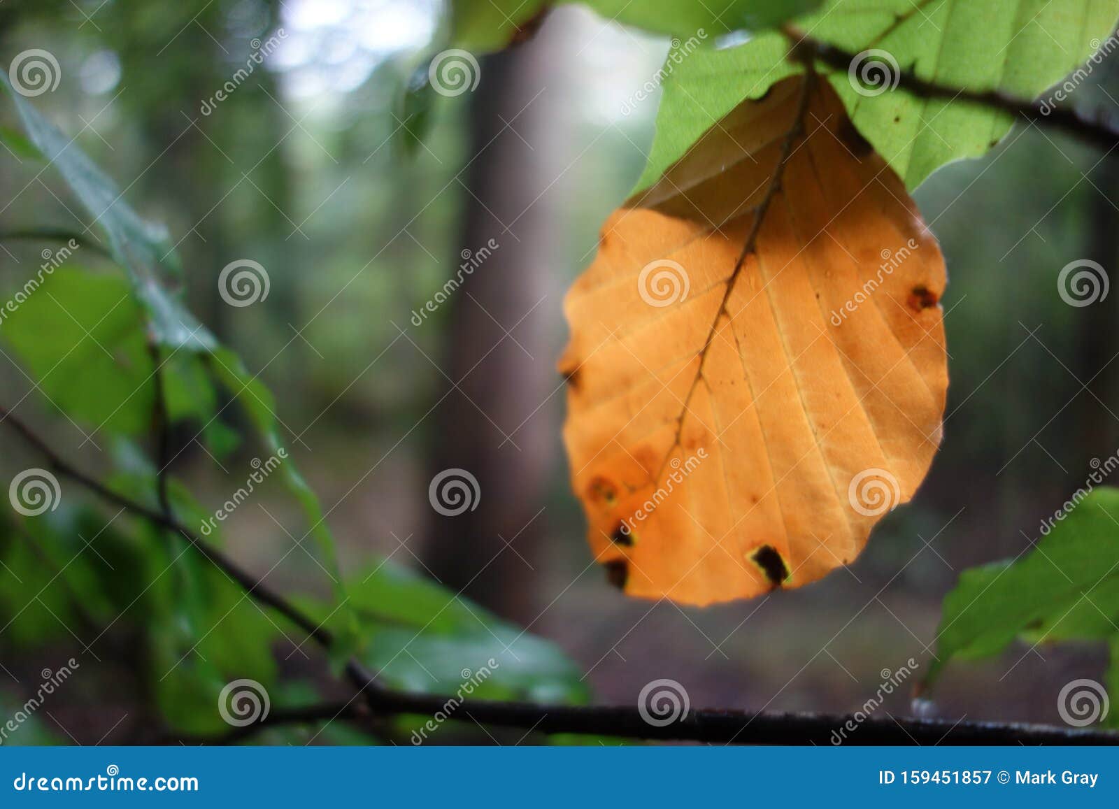 The Last Leaf stock image. Image of autumn, fall, woodland - 159451857