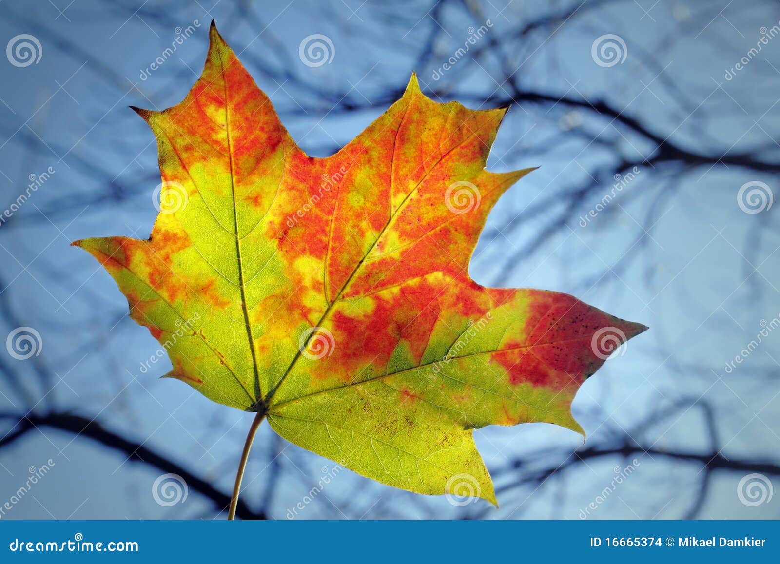 Last leaf stock photo. Image of vibrant, loneliness, autumn - 16665374