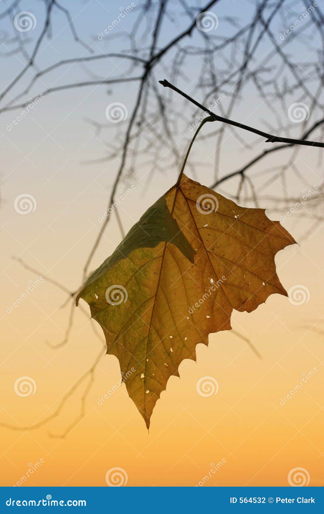 Last leaf stock photo. Image of autumnal, closeup, golden - 564532