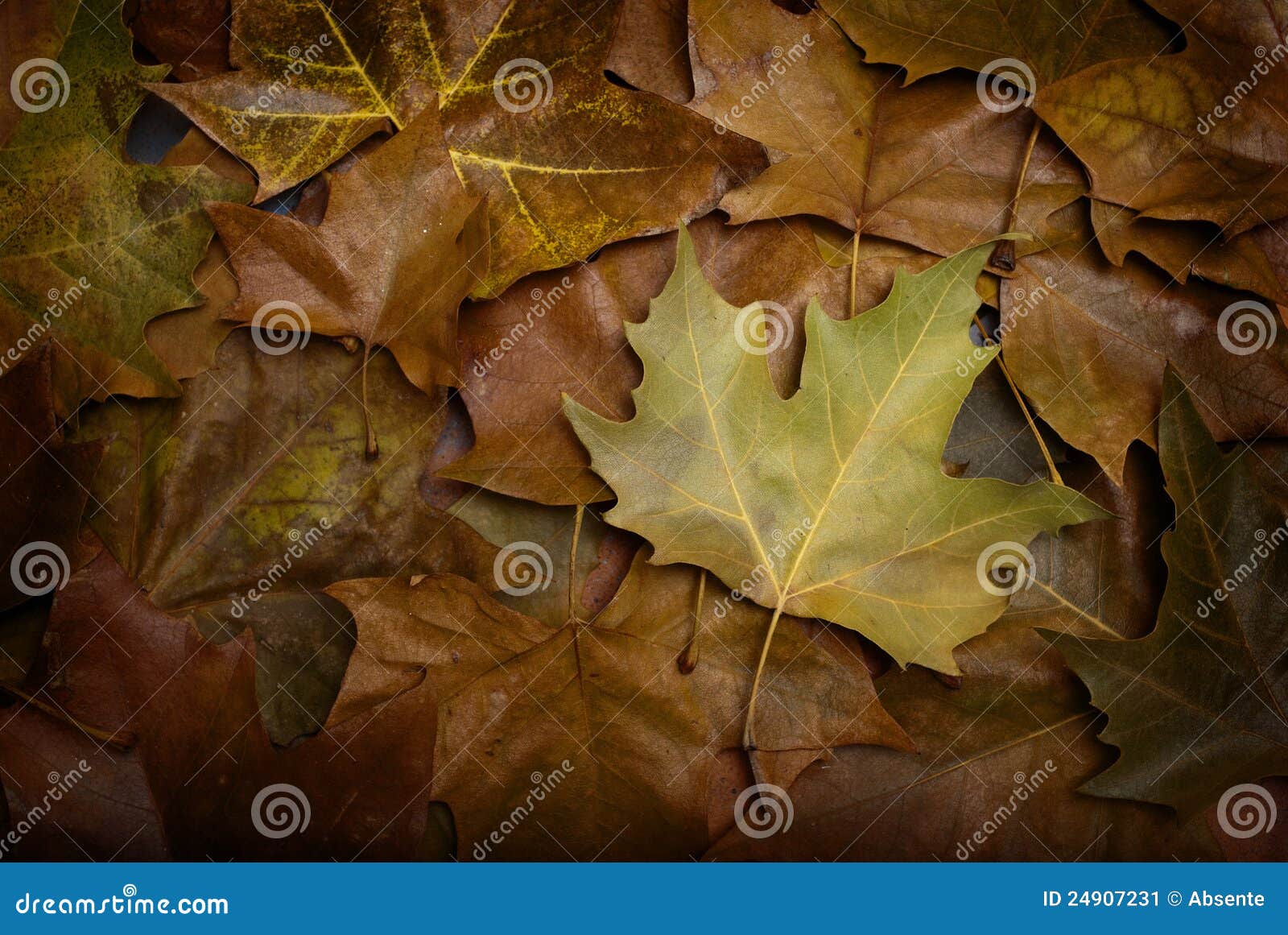 Last leaf fall stock image. Image of pattern, nature - 24907231