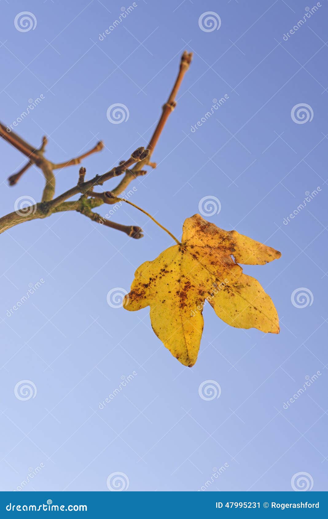 Last Leaf of Fall stock image. Image of blue, forest - 47995231