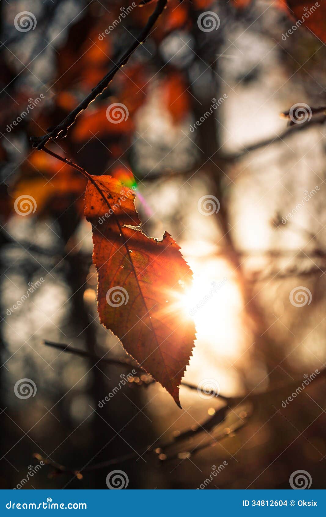 Last leaf stock photo. Image of amazing, fall, autumn - 34812604
