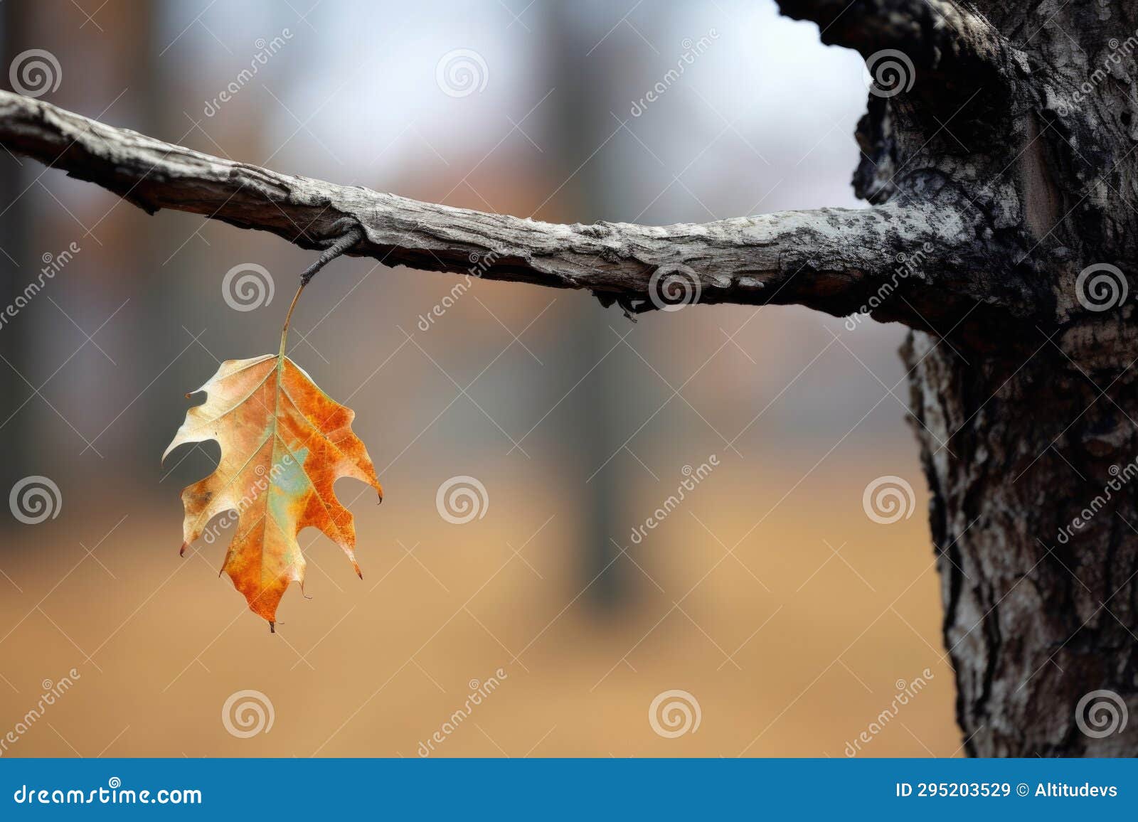 Last Leaf Falling from a Dying Tree Stock Image - Image of decay ...