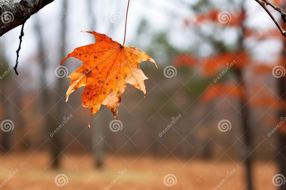 Last Leaf Falling from a Dying Tree Stock Photo - Image of dying ...