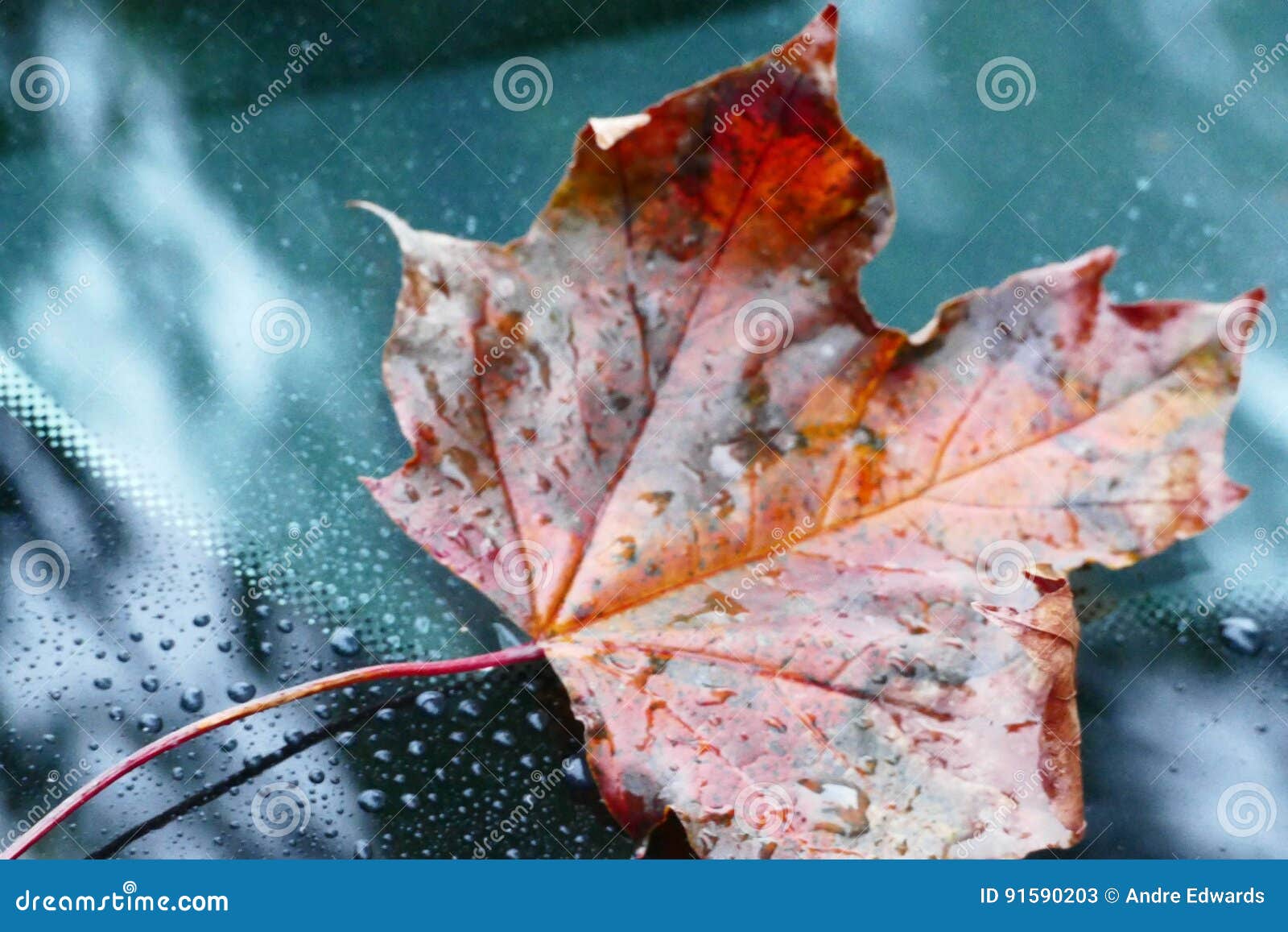 The last leaf stock image. Image of house, leaf, front - 91590203