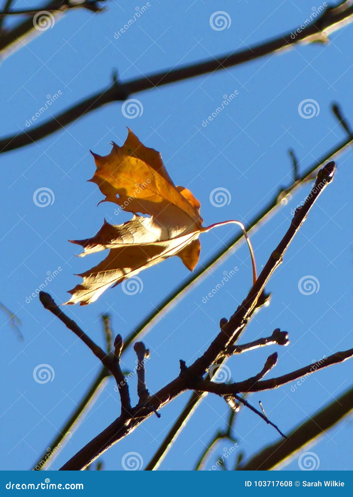 The last leaf stock photo. Image of leaf, sunshine, november - 103717608