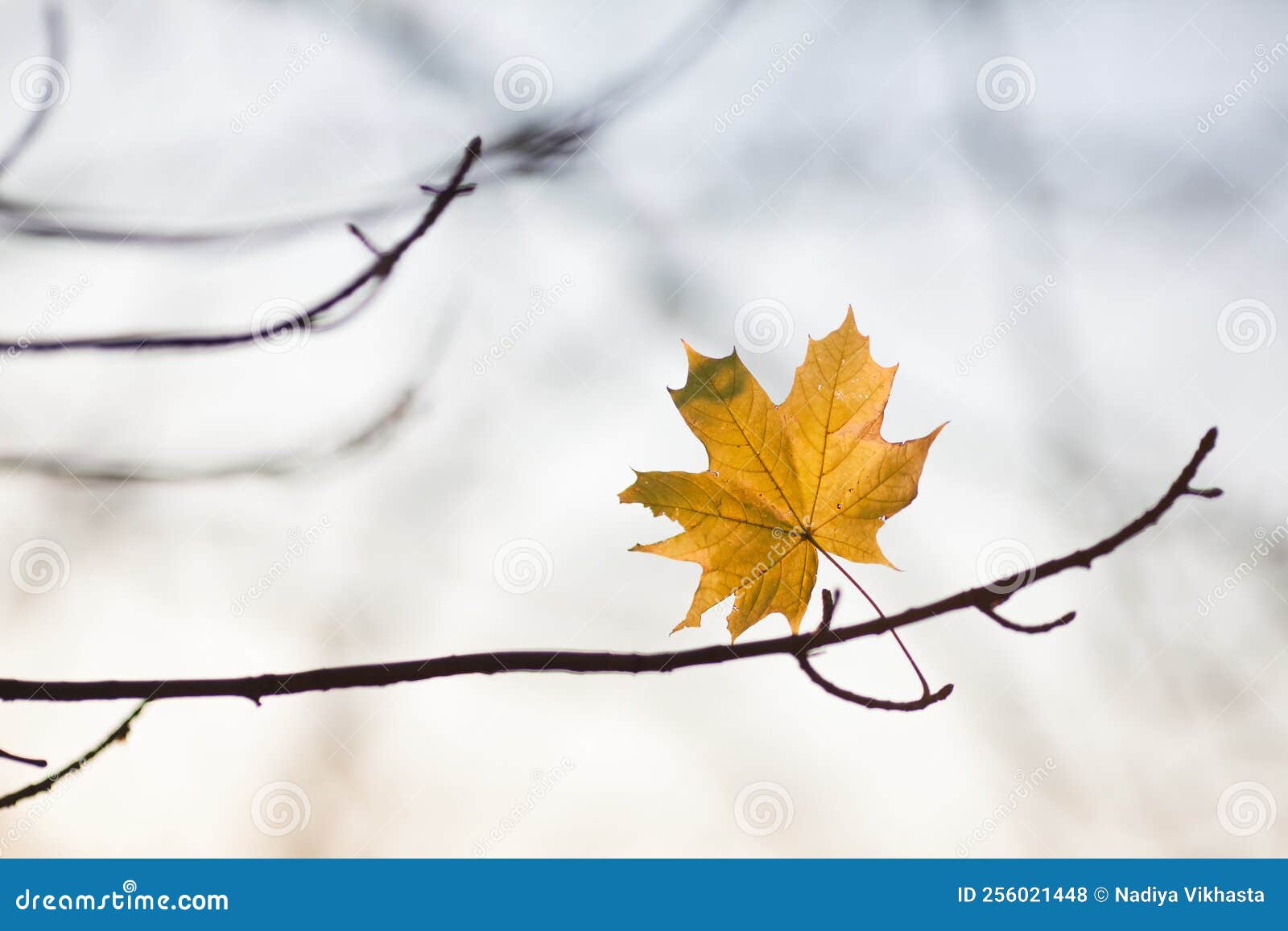 The last leaf of this fall stock photo. Image of tree - 256021448