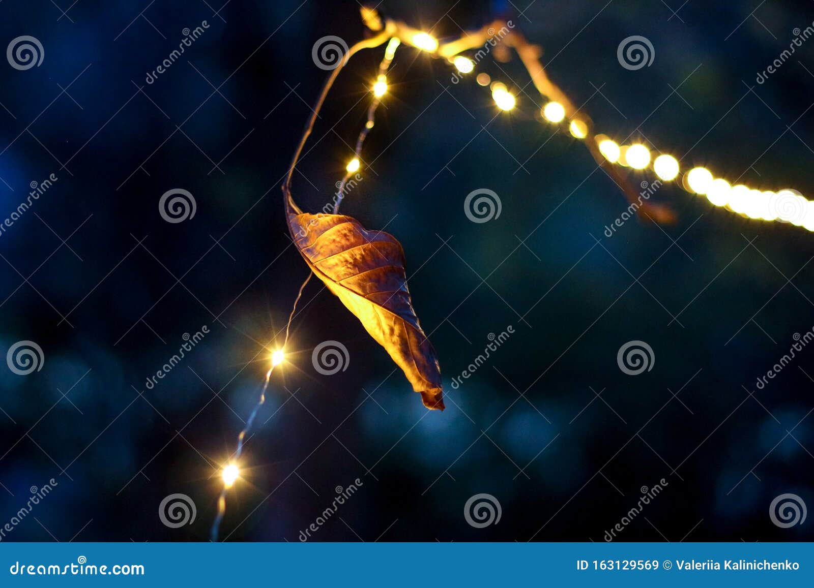The Last Leaf Lit with Lights at Night Stock Image - Image of focus ...
