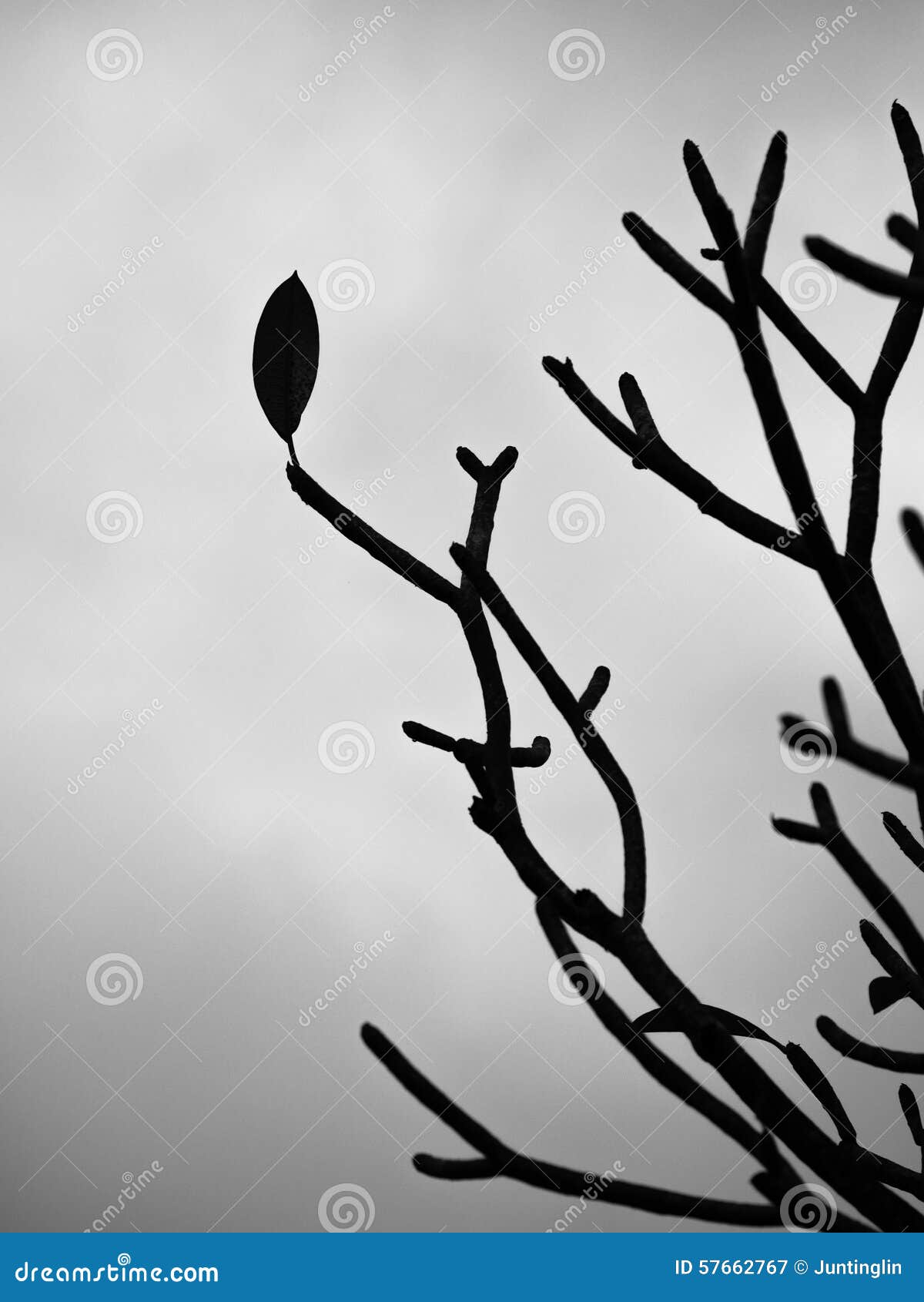 Last Leave On A Tree Stock Image | CartoonDealer.com #57662767
