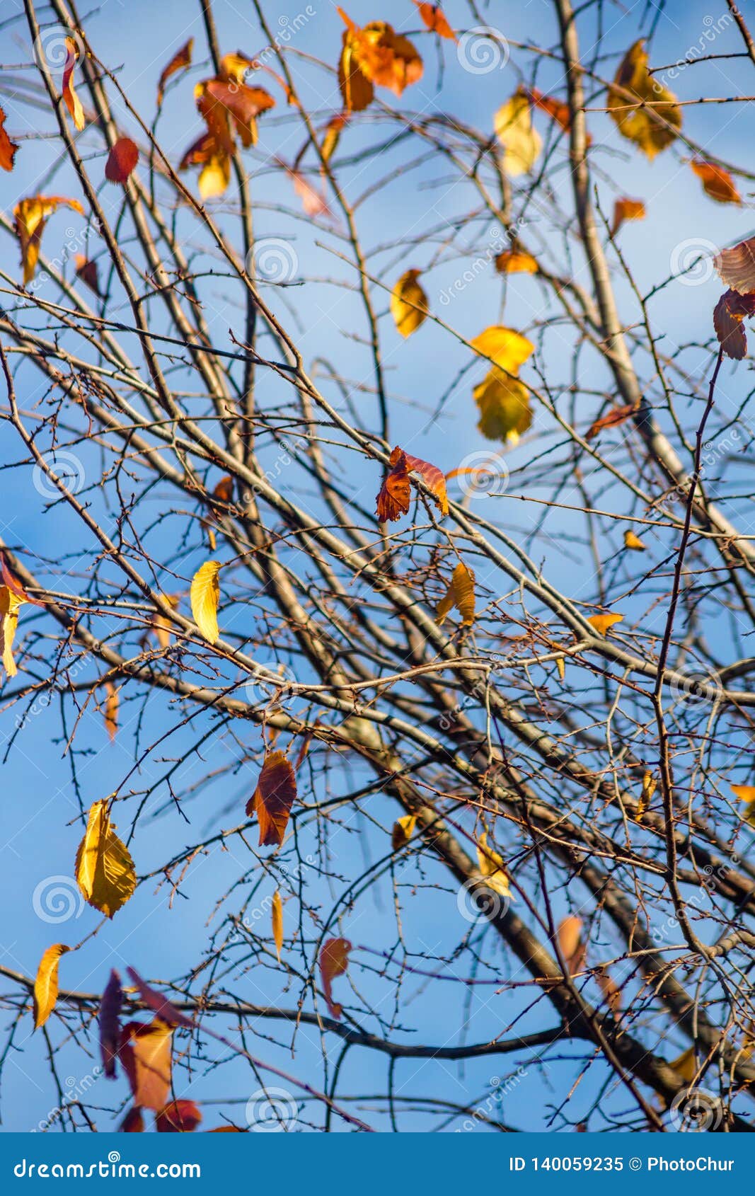 The Last Leaves on a Tree in Autumn Stock Image - Image of fall, leaves ...