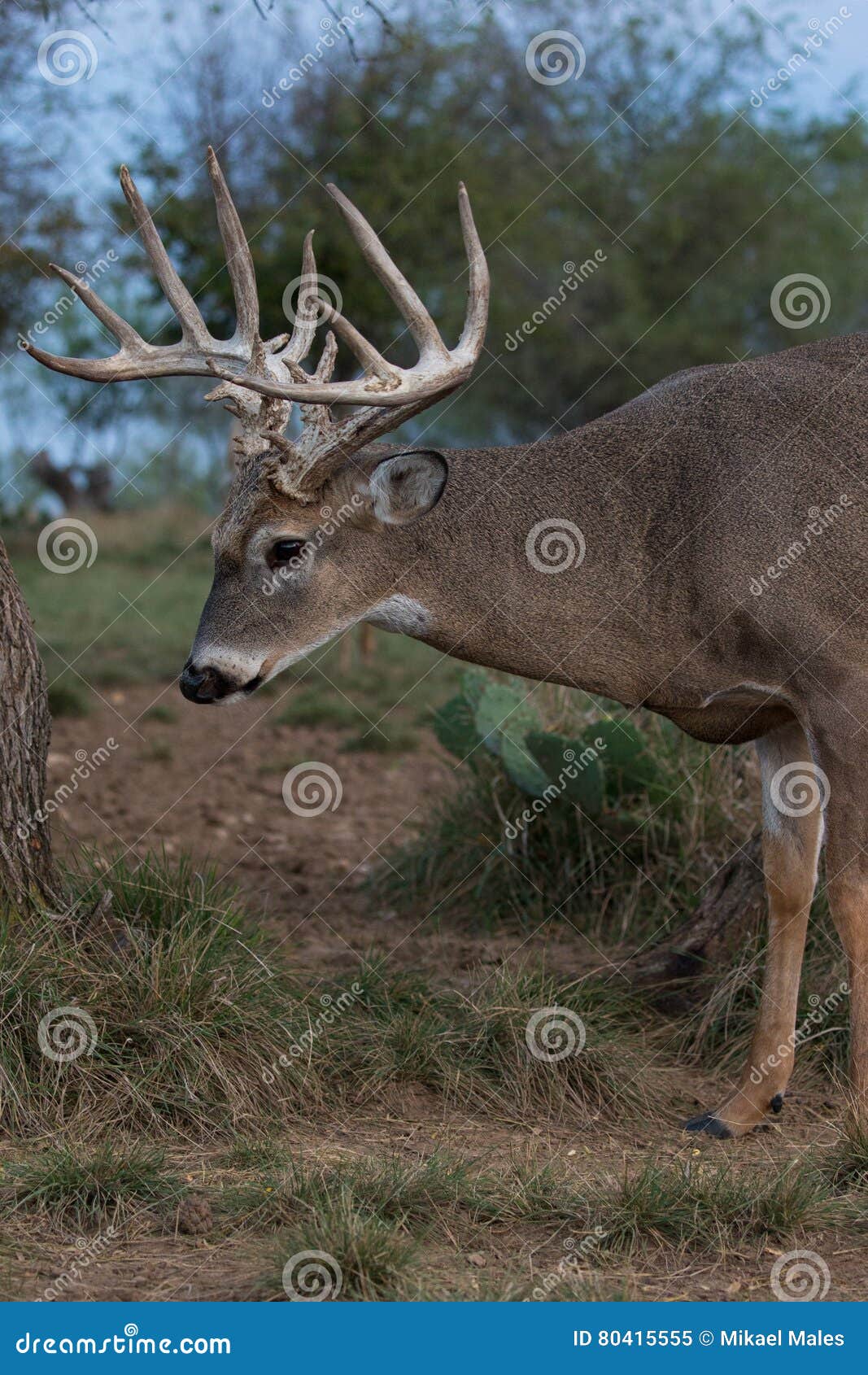 Last Light Whitetail Buck Portrait Stock Image - Image of boone ...