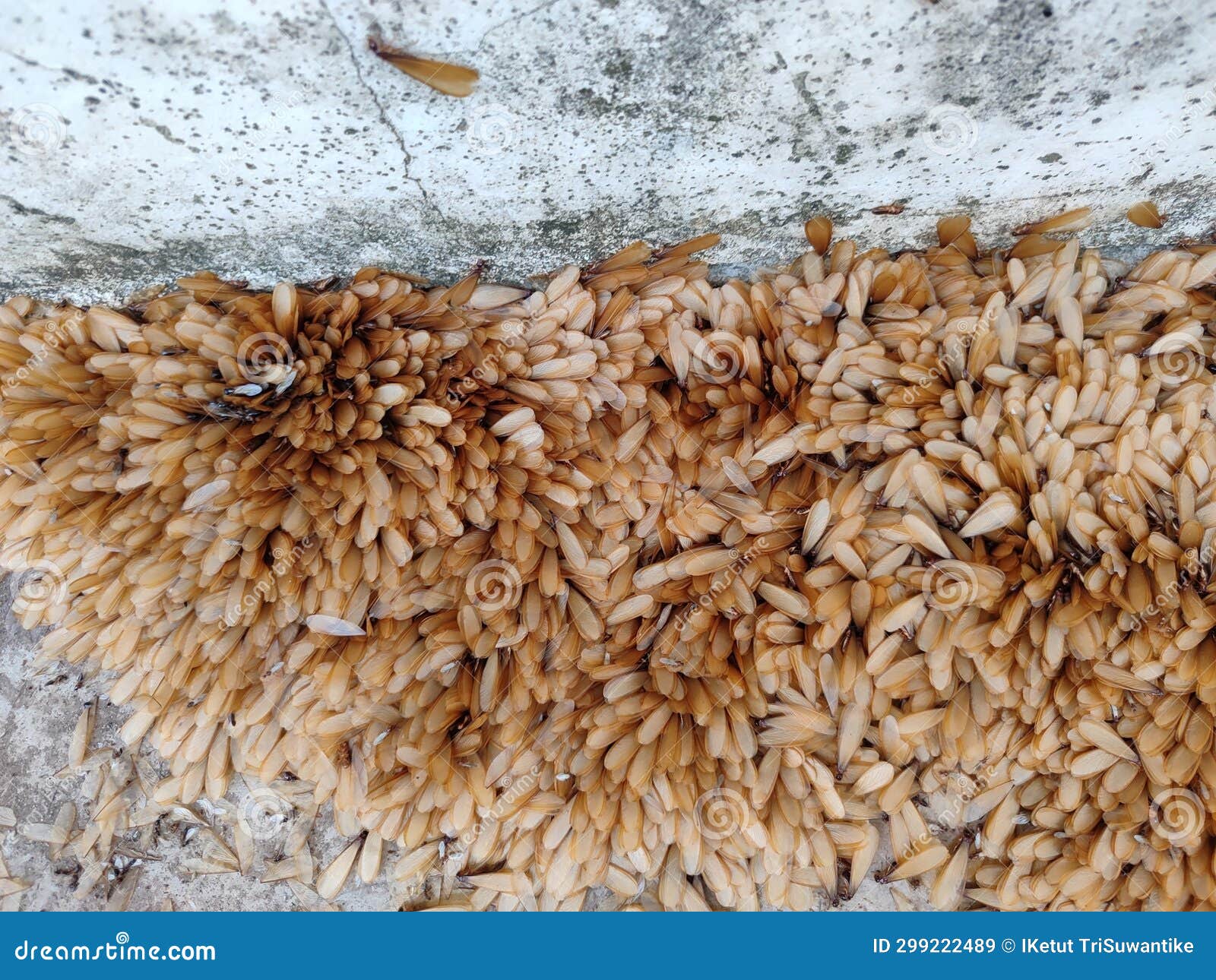 Last Live Insect in Rainy Season Stock Image - Image of rainy, insect ...