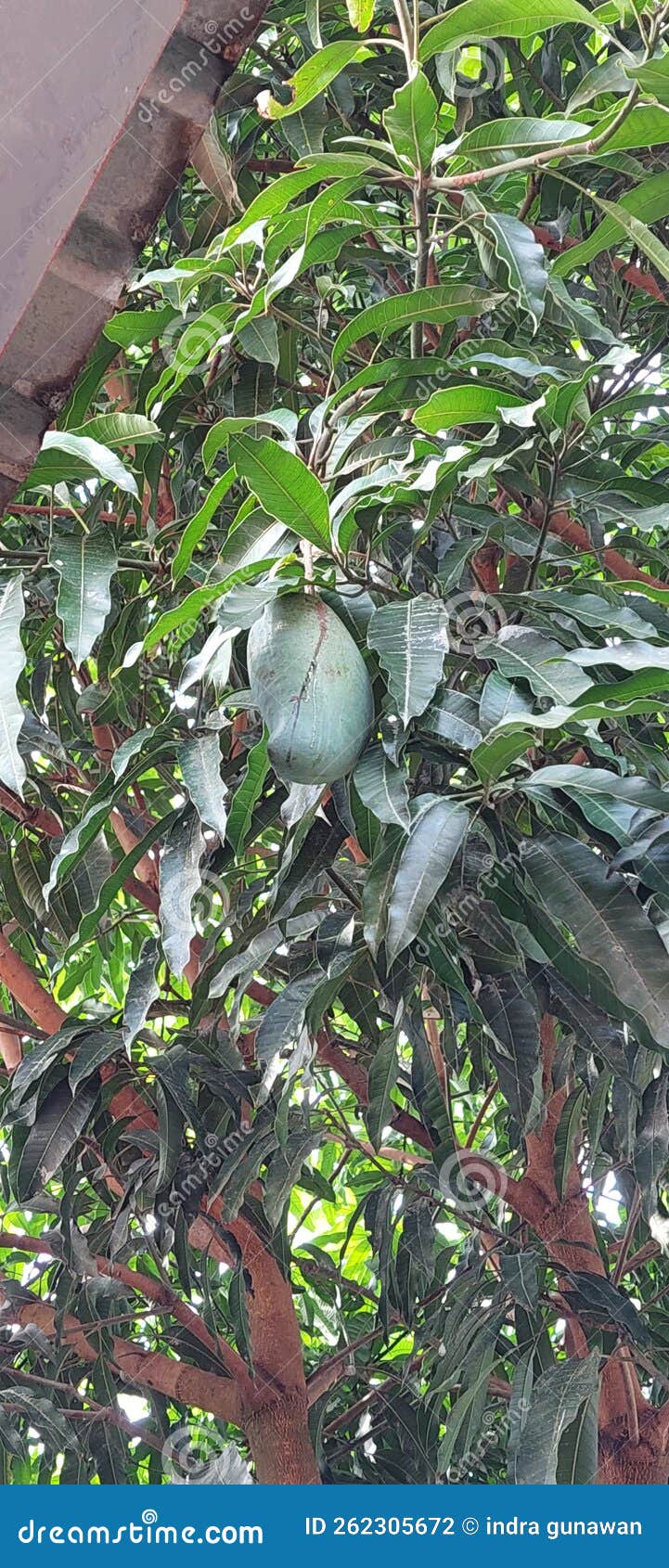 Last Mango Fruit in Front of the House Stock Photo - Image of mango ...