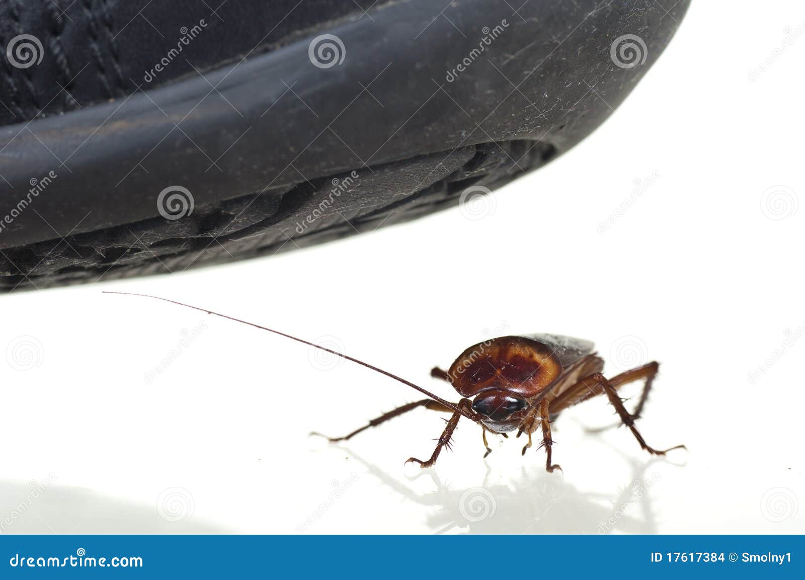 Last moments of cockroach stock photo. Image of dirty - 17617384