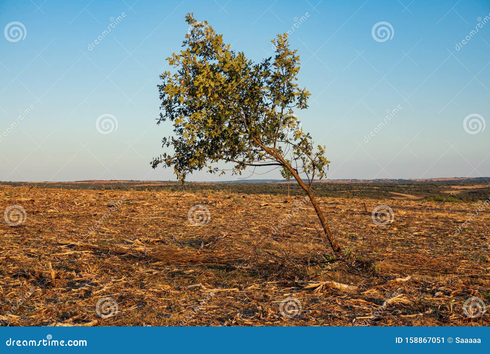 The Last Oak Tree in the Forest, Long Shot Stock Image - Image of bend ...