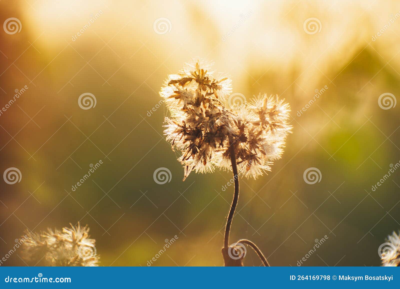 The Last Rays of the Setting Sun Illuminate the Plant in the Field ...