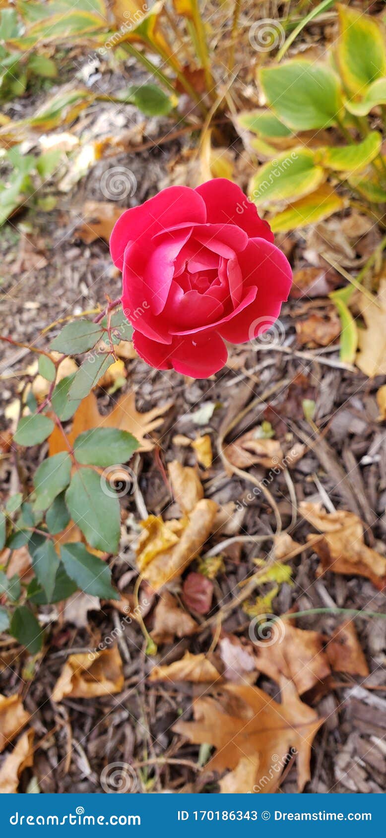 Last rose of fall stock image. Image of knockout, fall - 170186343