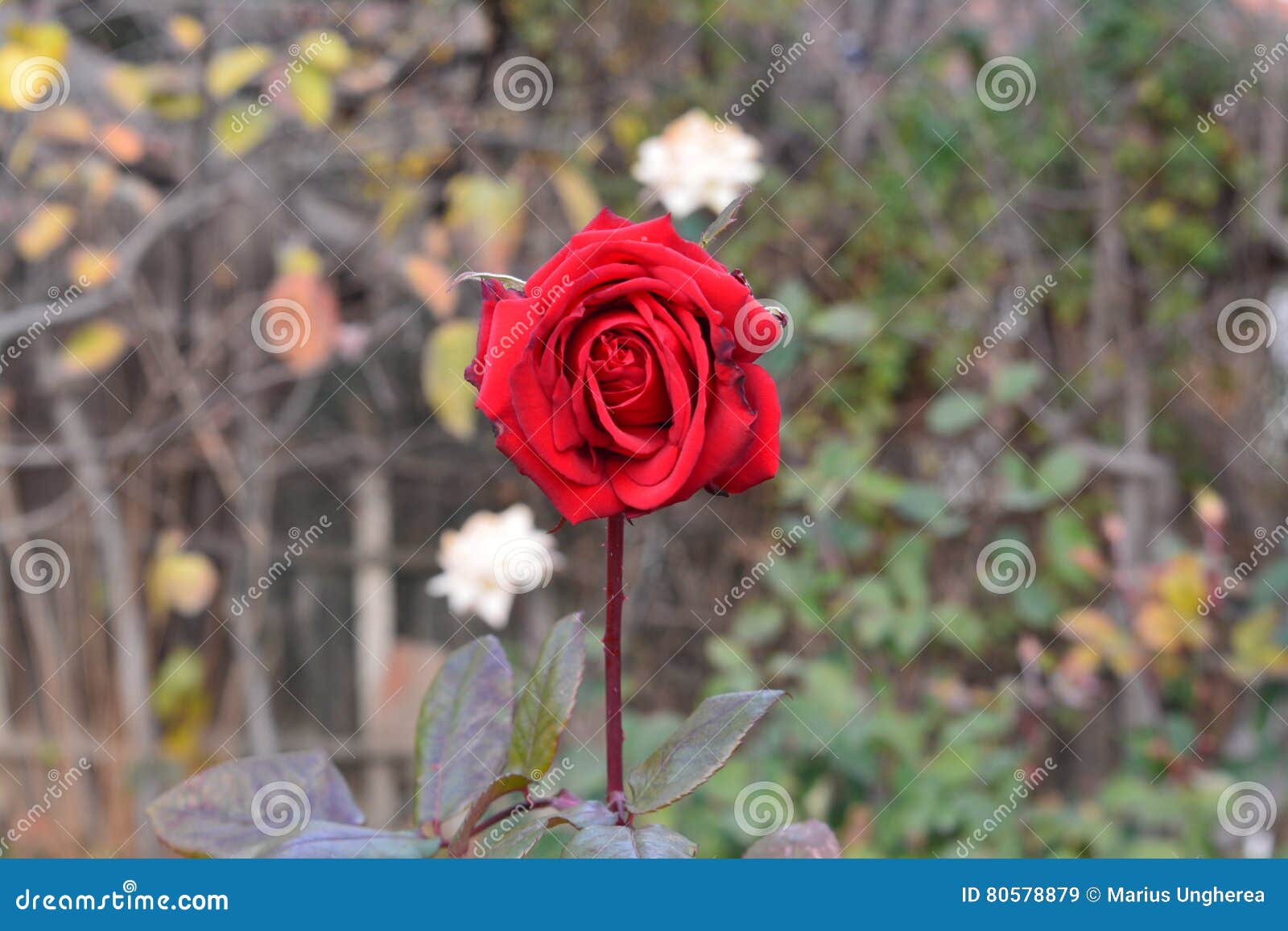 Last rose stock image. Image of autumn, roses, plants - 80578879