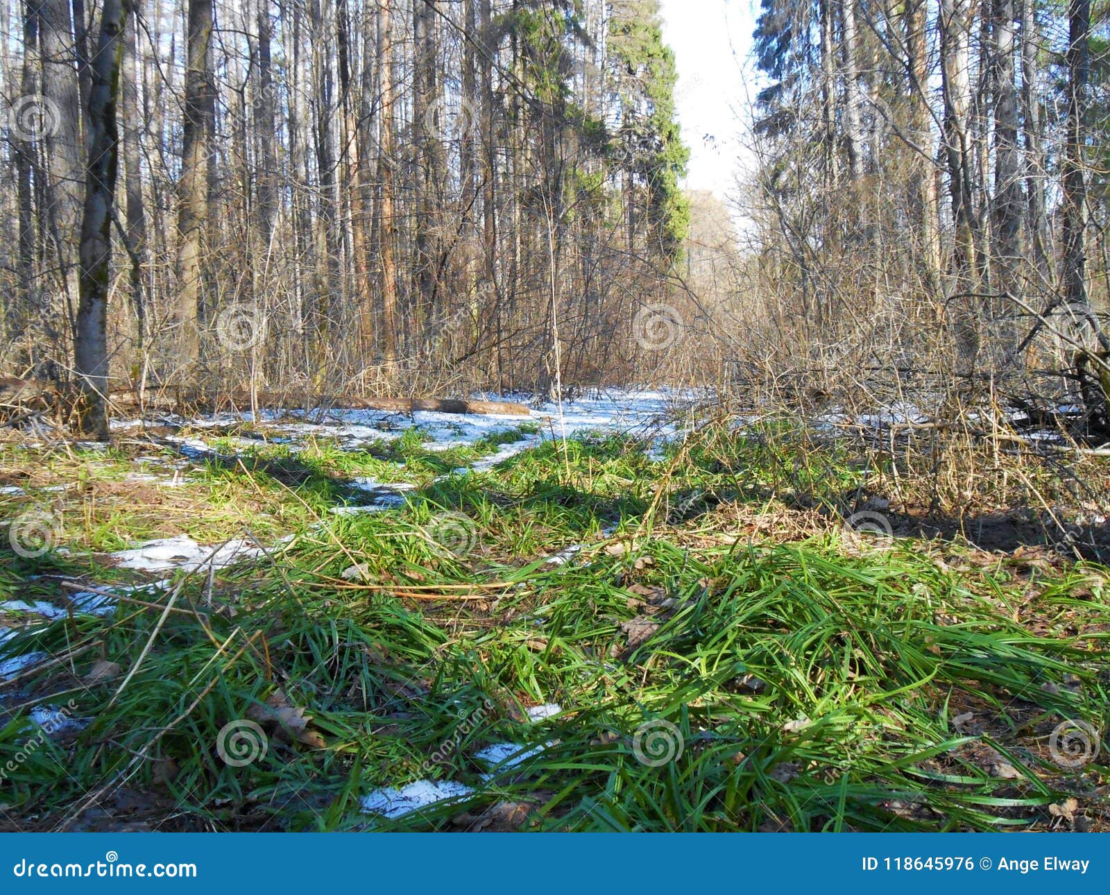 Snow and Grass in the Forest. Stock Photo - Image of trunks, forests ...