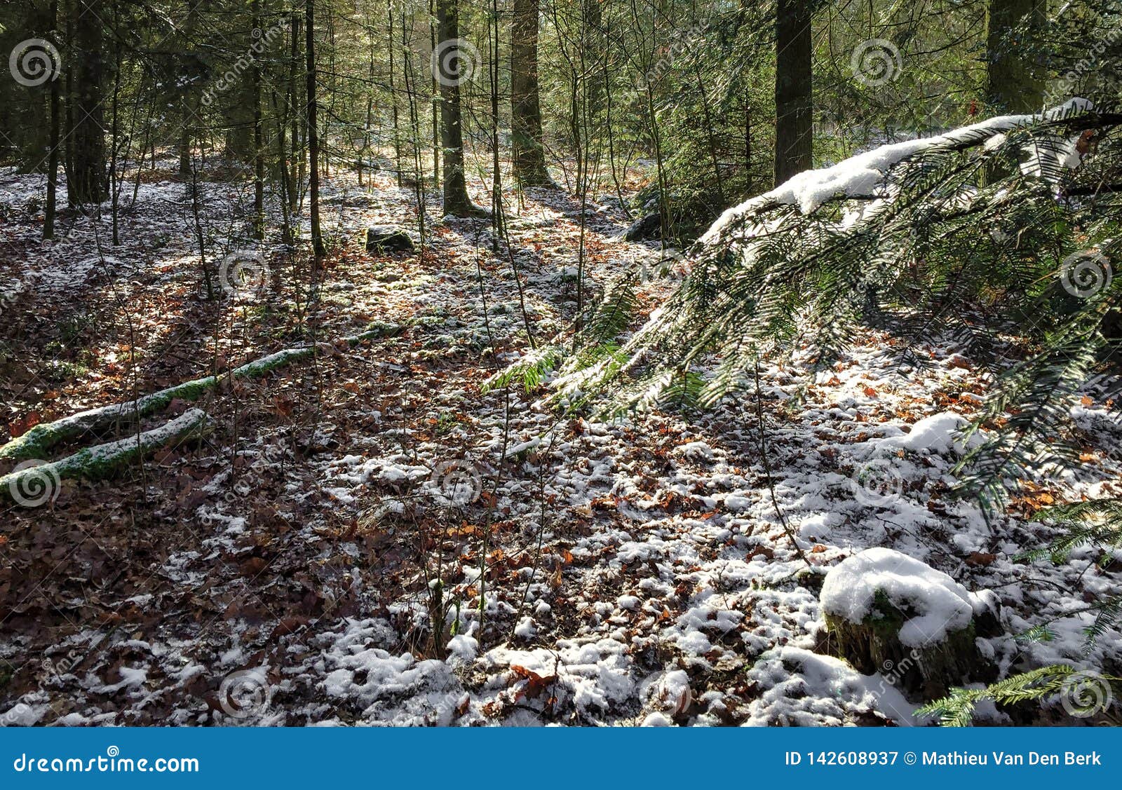 Last Snow on the Ground in the Woods Stock Image - Image of land ...