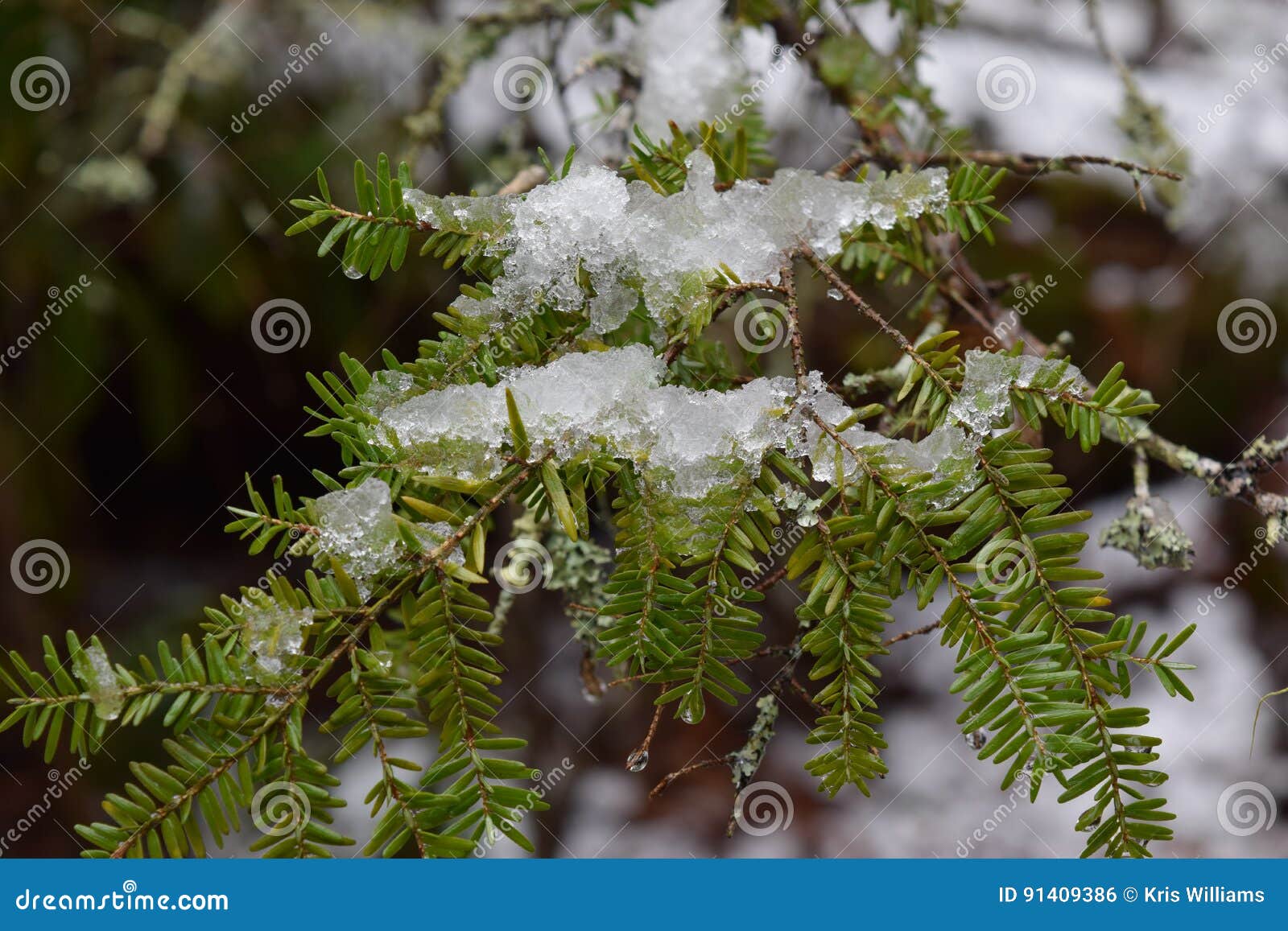 Last Snow and Ice Early Spring on a Hemlock Tree Stock Photo - Image of ...
