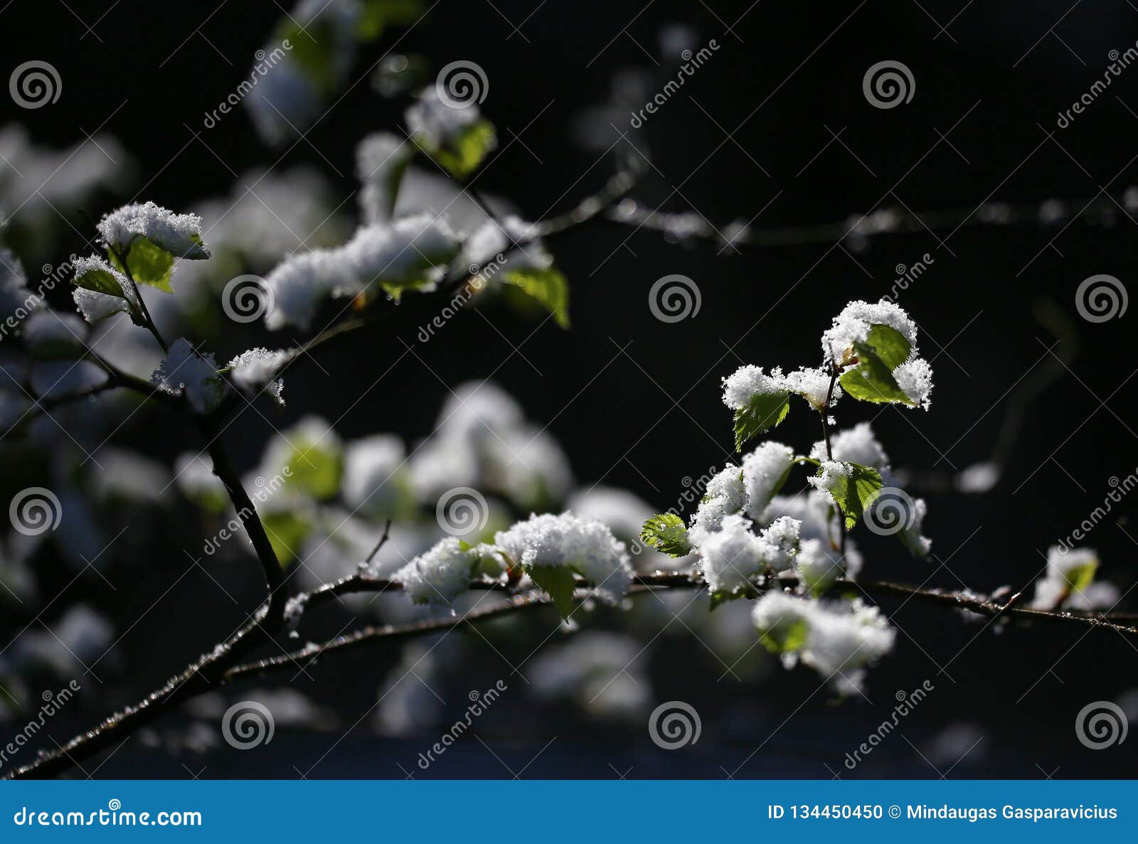 Last snow of spring forest stock photo. Image of lithuania - 134450450