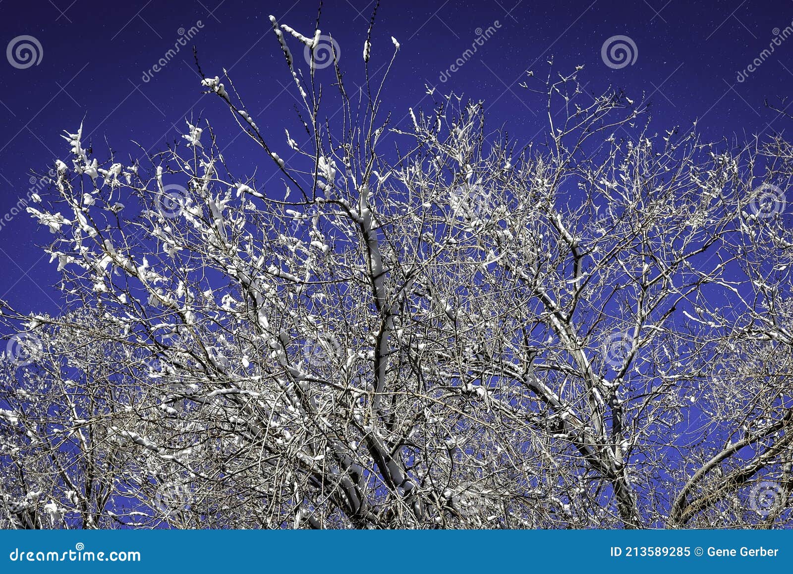 The Last Snow of Springtime Stock Image - Image of intense, vignette ...