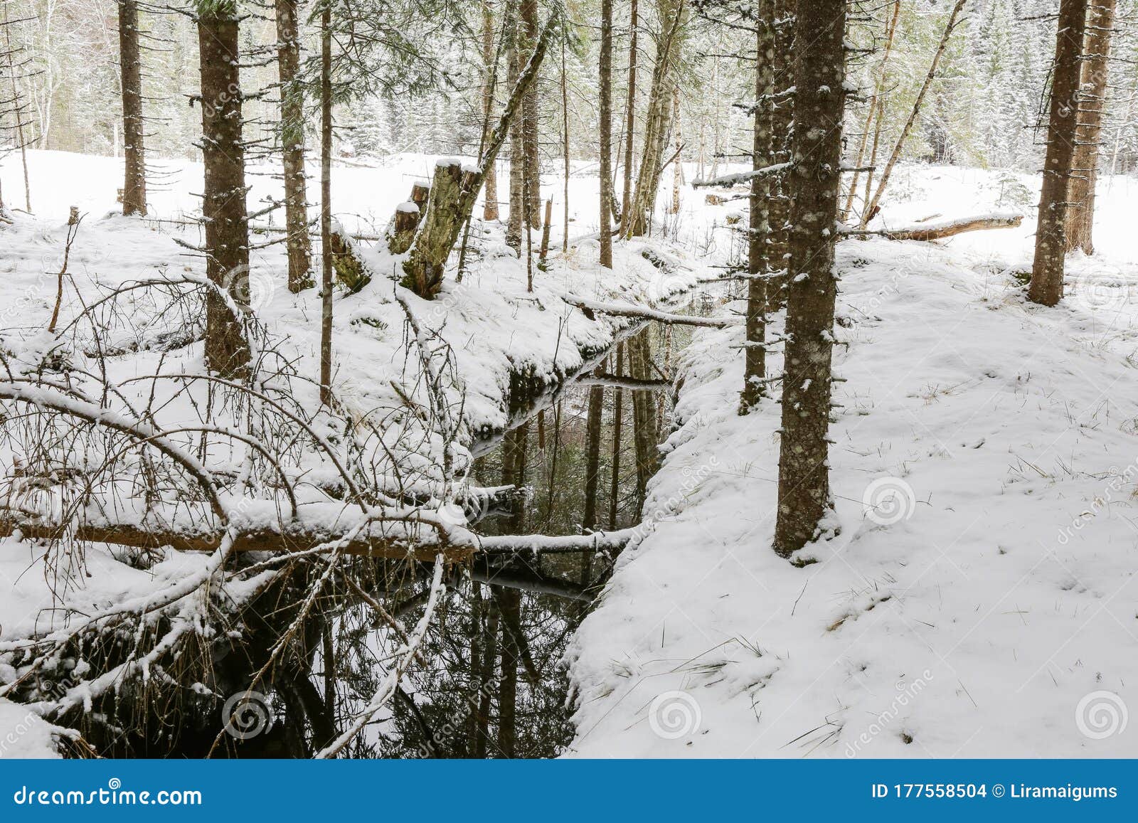 Last Snowfall in the Spring Stock Photo - Image of swamp, tree: 177558504