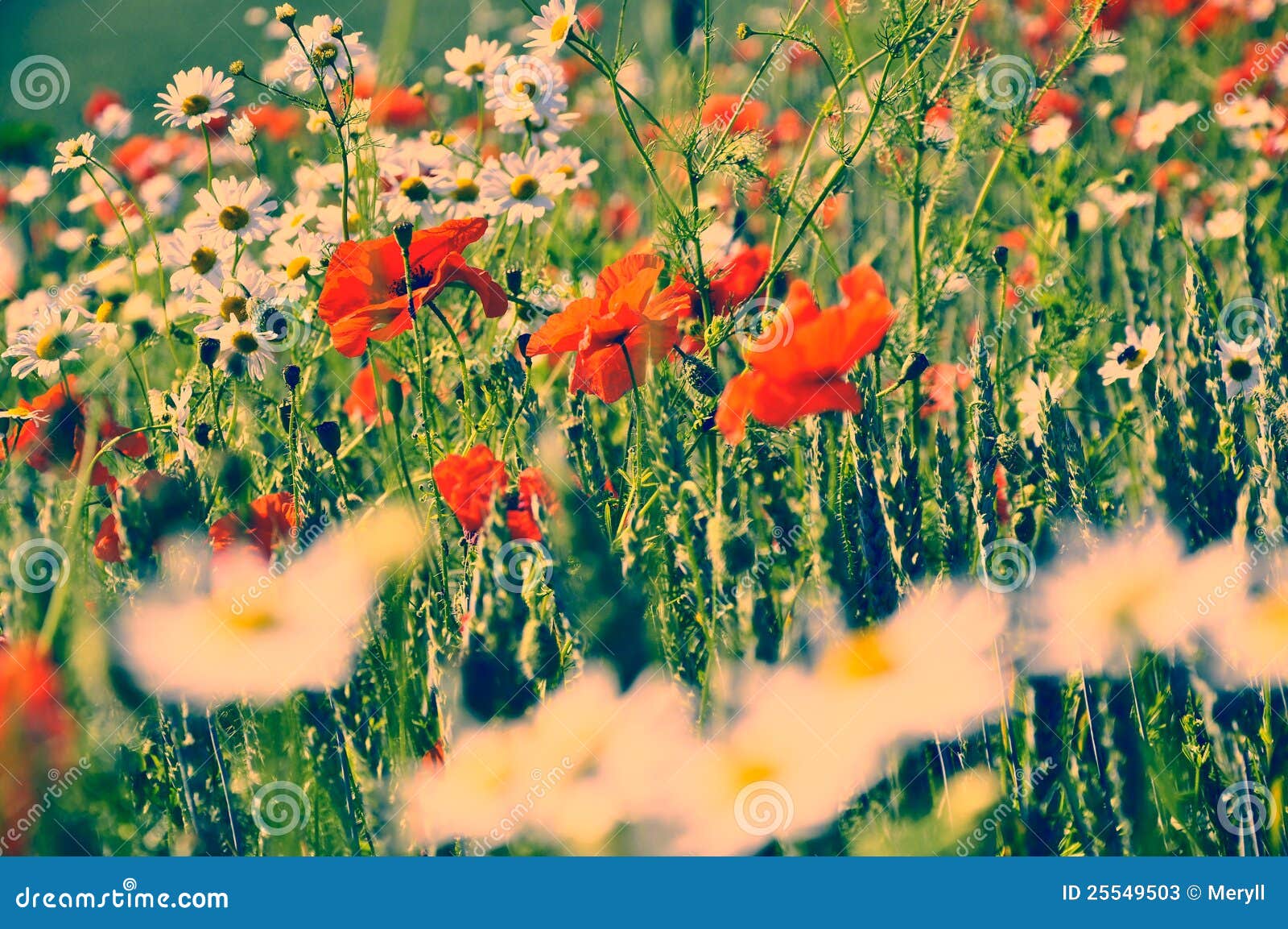 2,864 Last Bloom Stock Photos - Free & Royalty-Free Stock Photos from ...