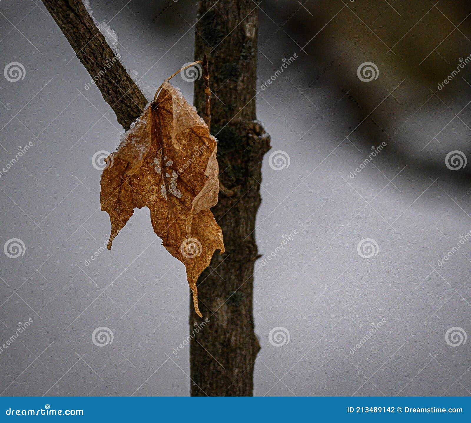 The Last Touch of Fall stock photo. Image of tree, fall - 213489142