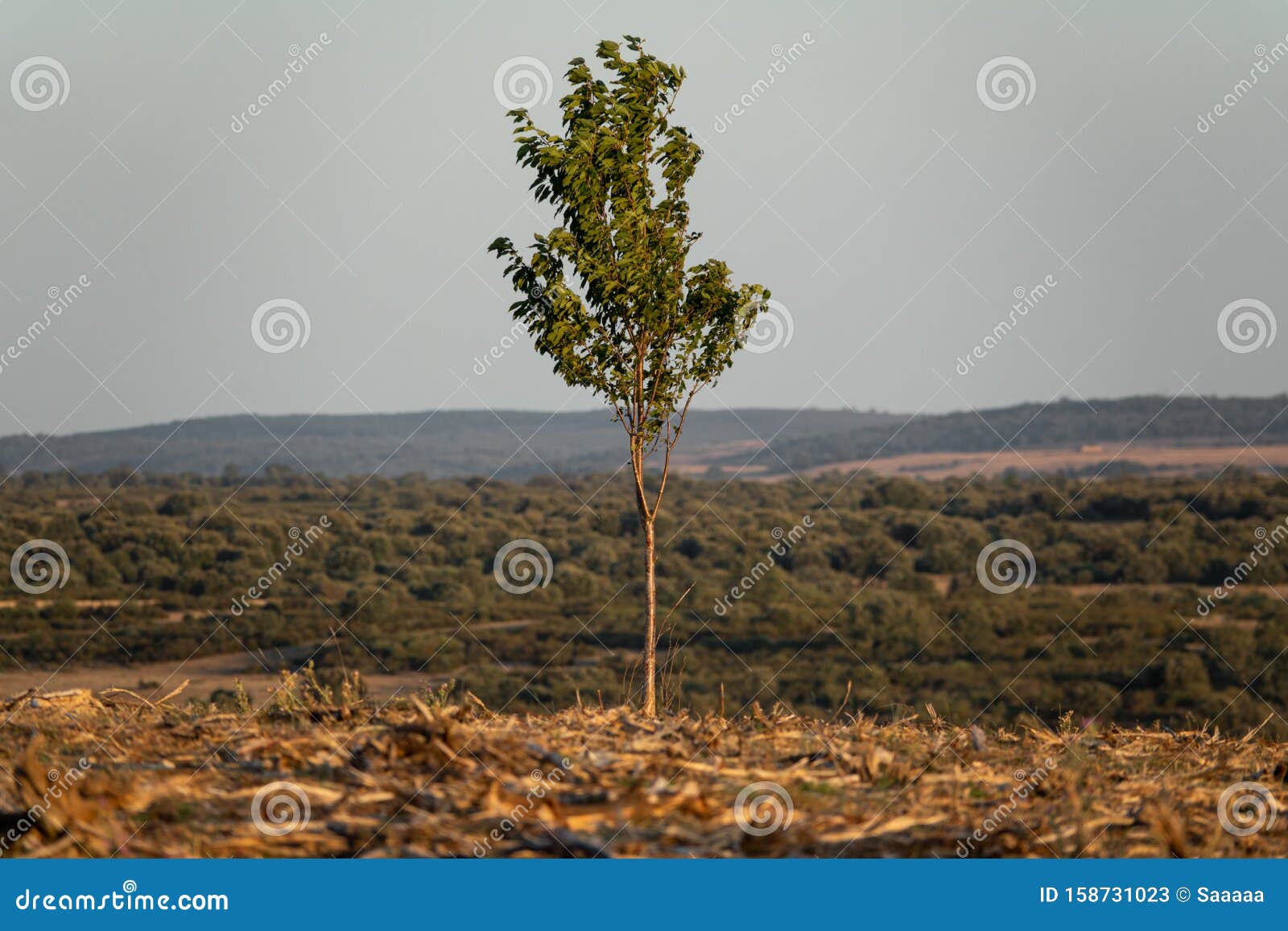 The Last Tree in the Forest, Long Shot Stock Image - Image of forest ...