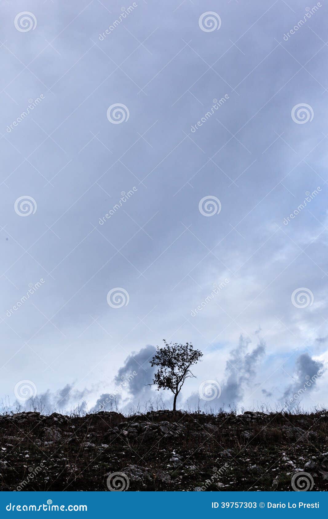 Last tree stock image. Image of field, outdoors, cloud - 39757303