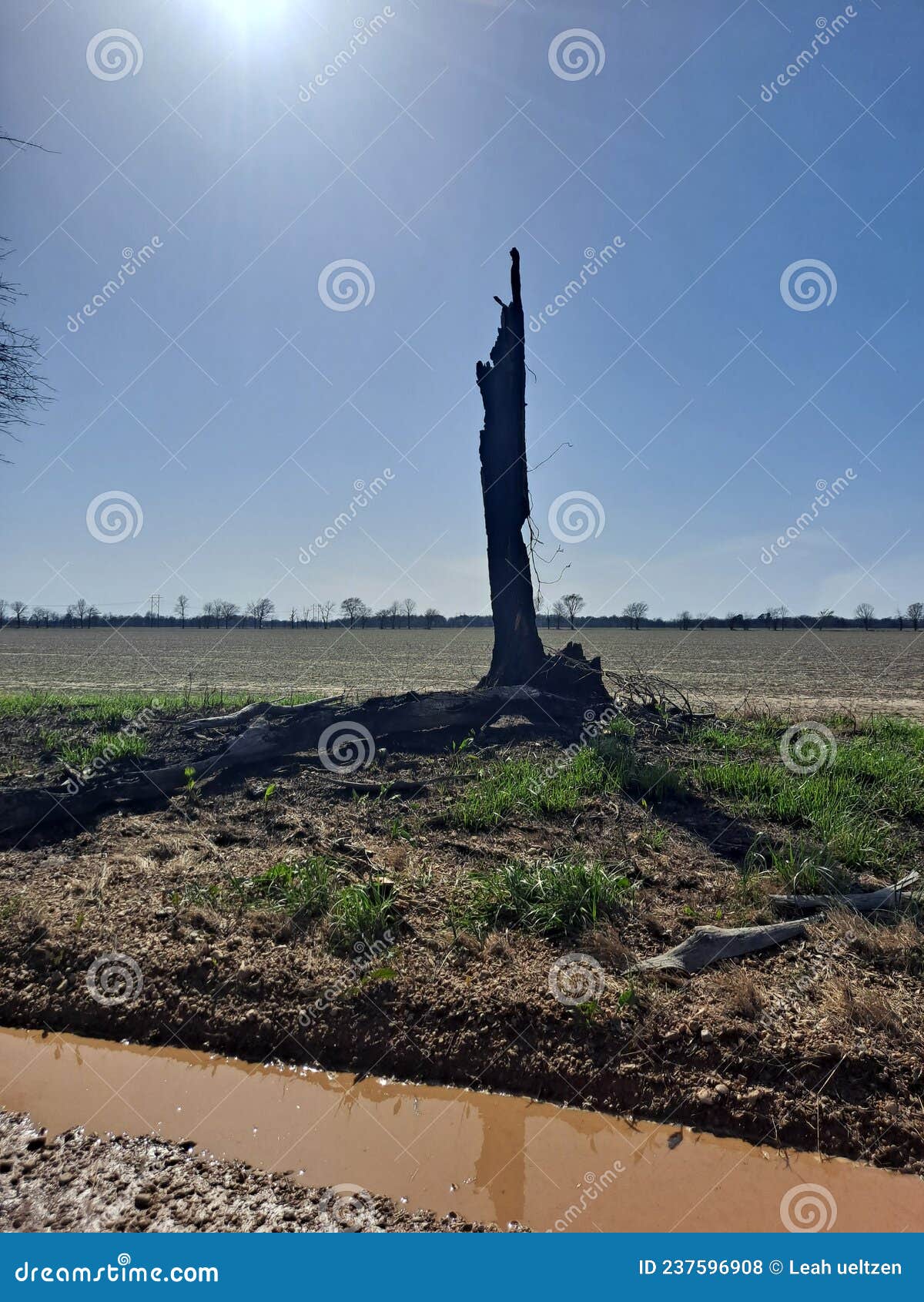 Last tree standing stock photo. Image of blue, lighting - 237596908