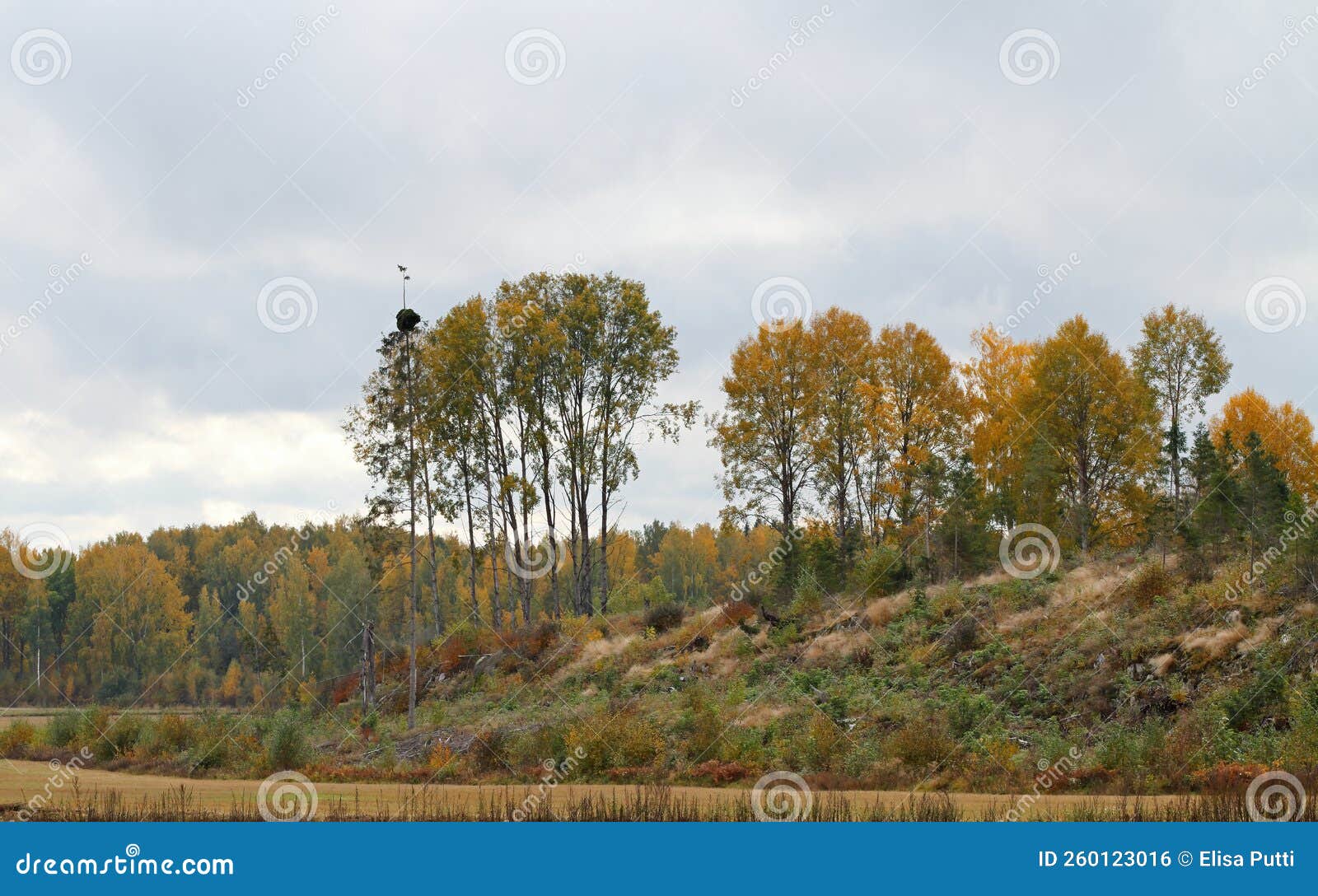 Last Trees on a Hill after Logging Stock Photo - Image of fall, hill ...