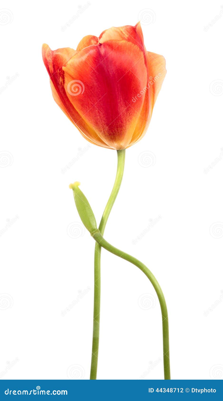 Last tulips stock photo. Image of bloom, card, herb, celebration - 44348712