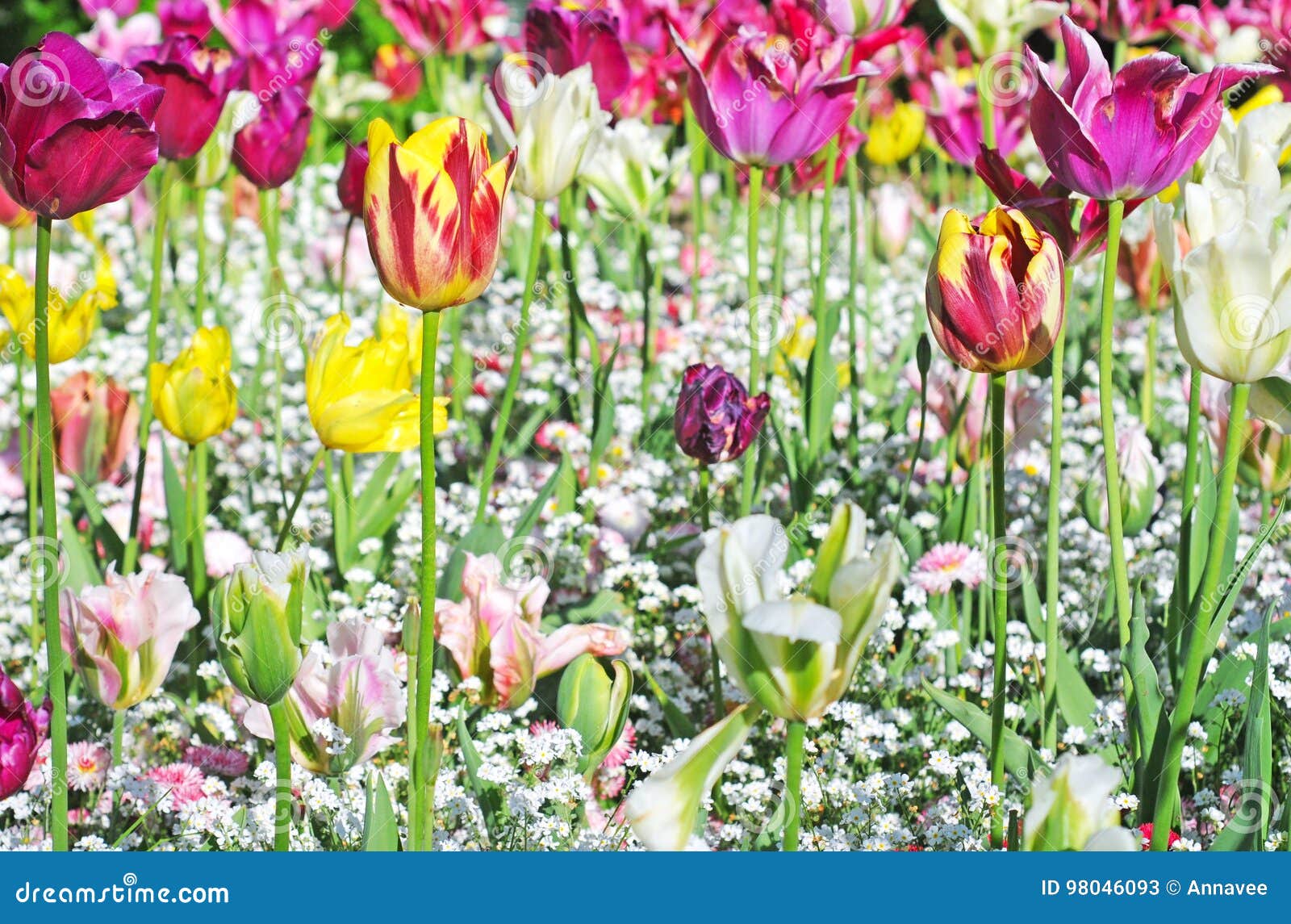 The last tulips stock image. Image of pink, colours, bloom - 98046093