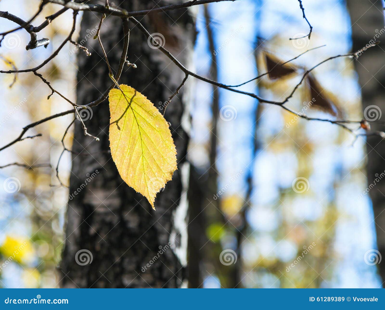 Lonely Autumn Hazel Leaf Forest Stock Photos - Free & Royalty-Free ...