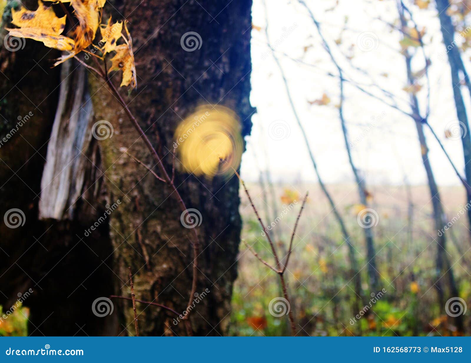 The Last Yellow Leaf Rotates so Fast in the Wind Stock Image - Image of ...