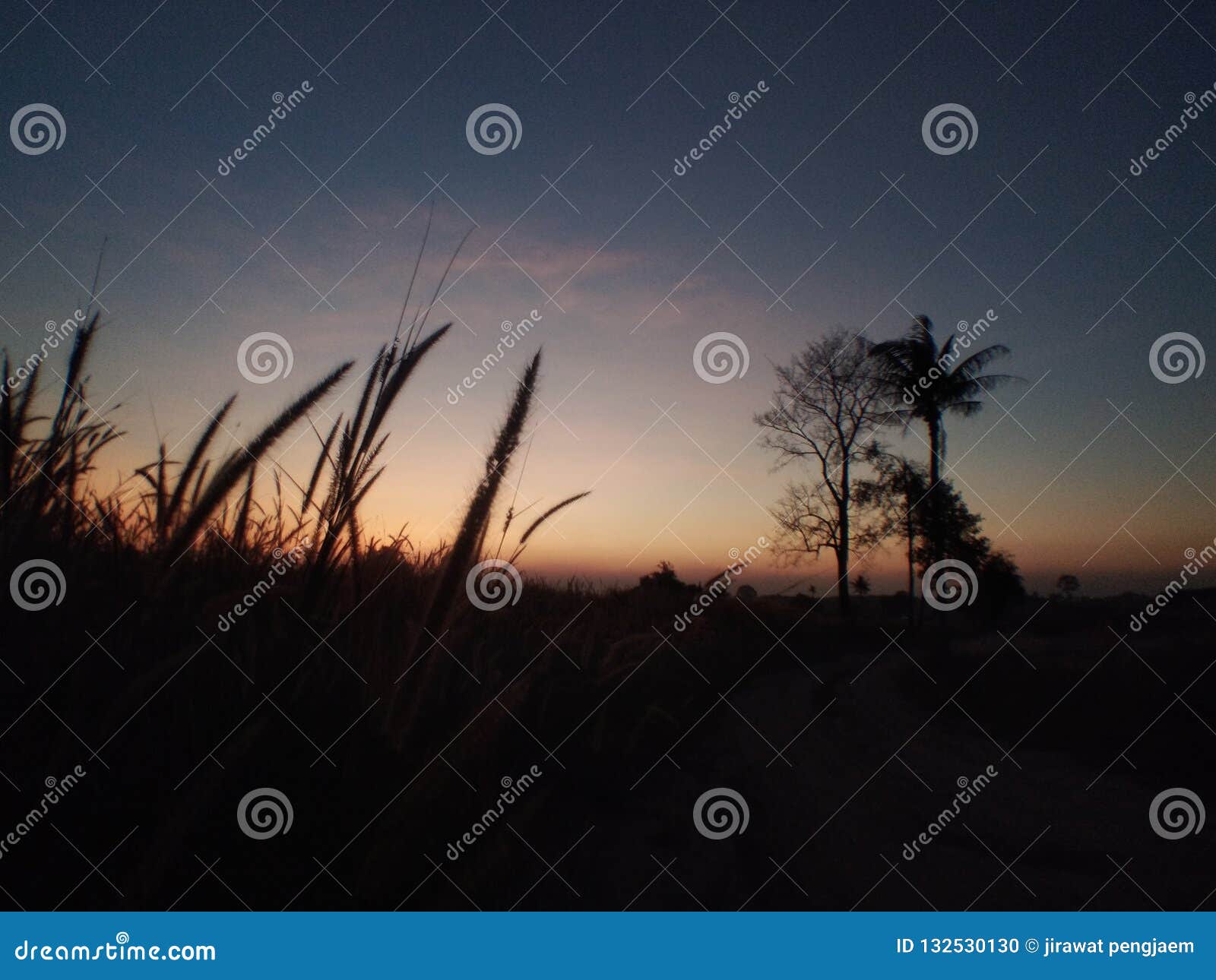 Lastlight Twilight Tree Grass Night Stock Photo - Image of twilight ...