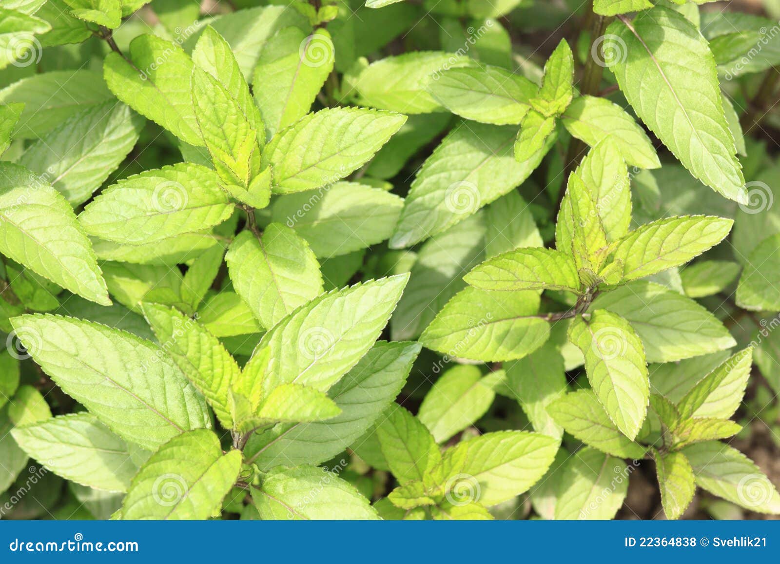Lat Della Pianta Della Menta. Aquatica Del Mentha Fotografia Stock ...
