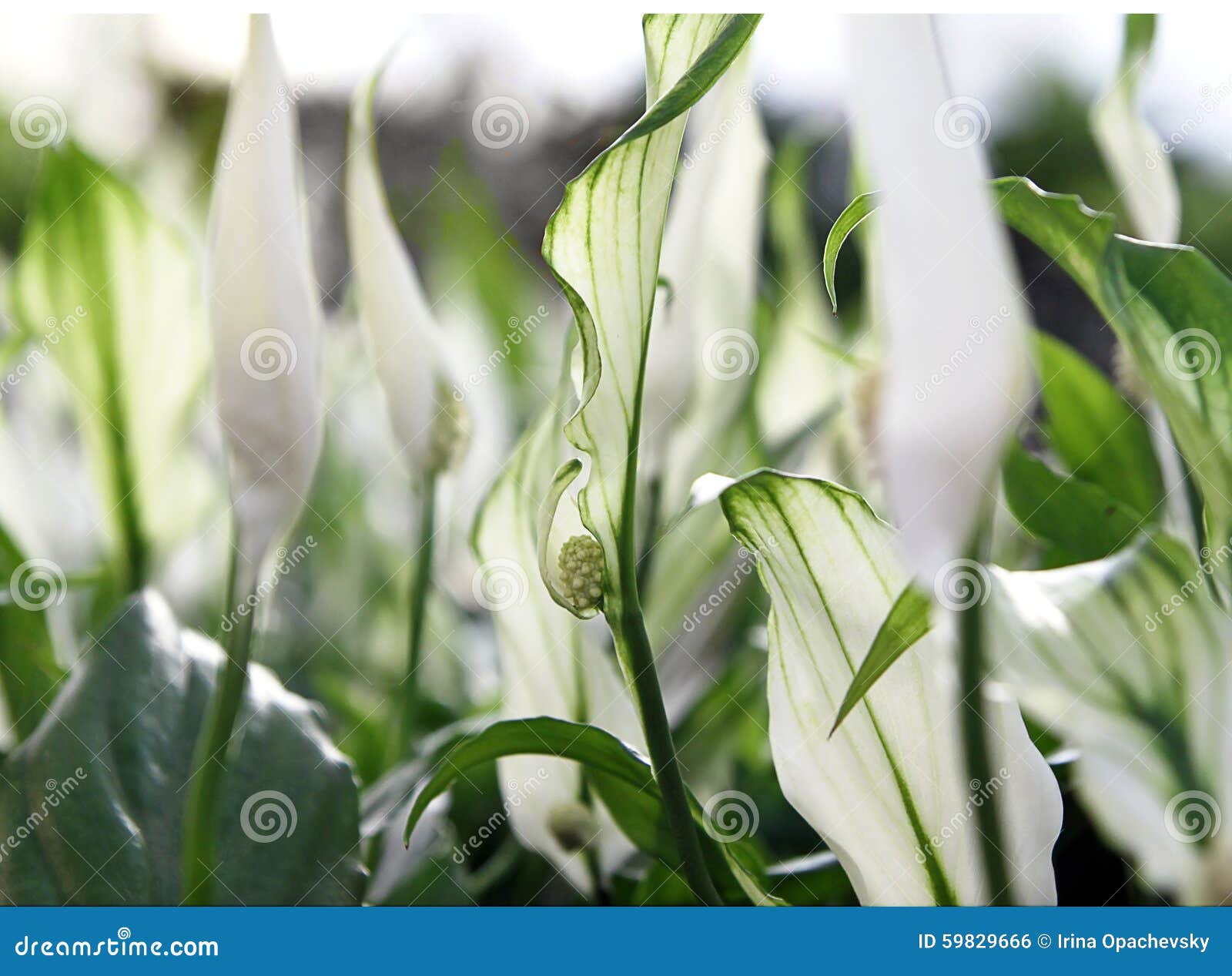 Lat Do Spatifilum Da Flor Spathiphyllum Foto de Stock - Imagem de nave ...