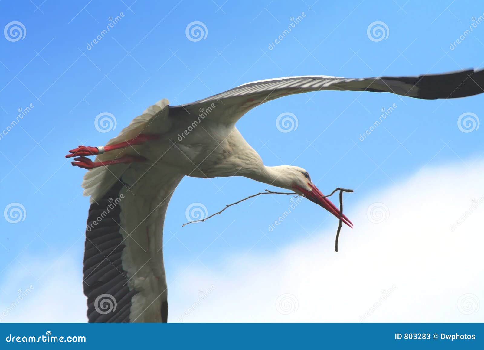 Latający Bocian Zdjęcia Stock - Obraz: 803283