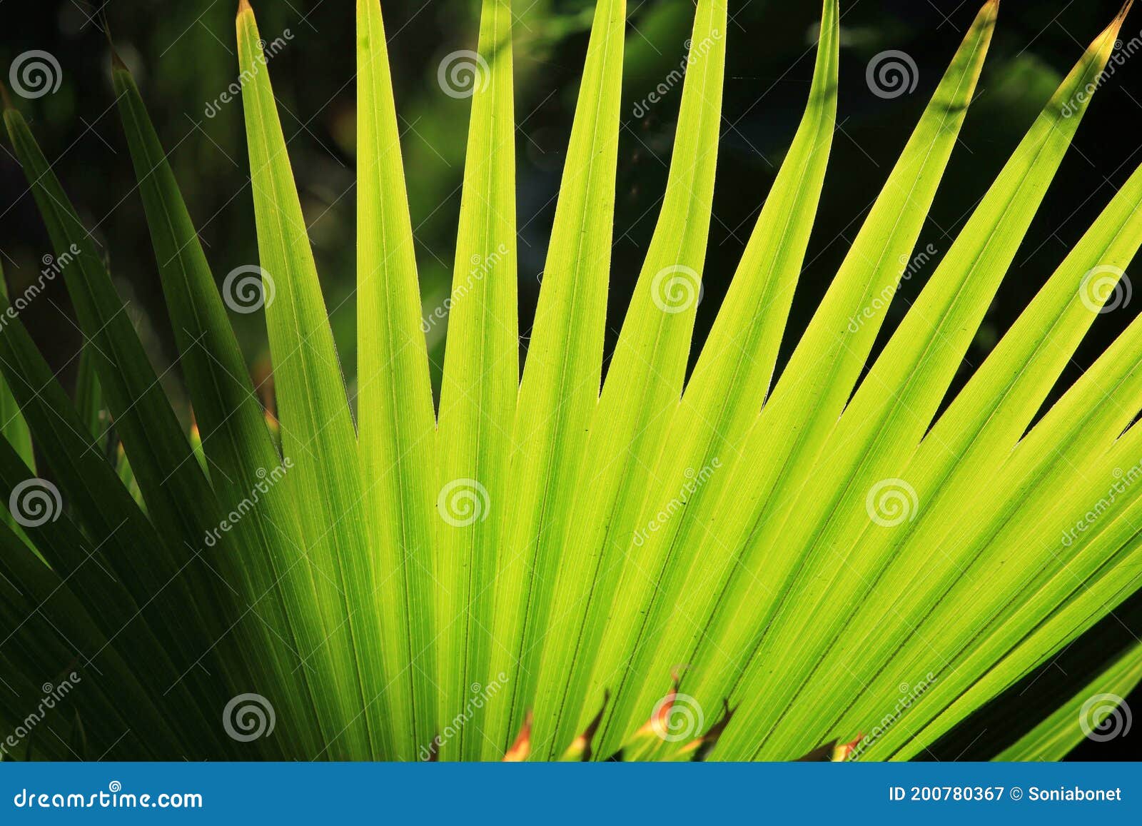 Latania Loddigessi Mart Texture Under the Sun Stock Image - Image of ...