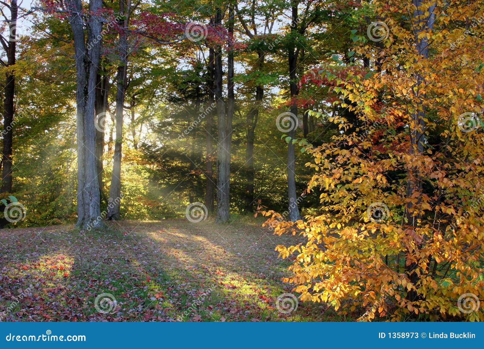 Late Afternoon Autumn stock image. Image of inspiration - 1358973