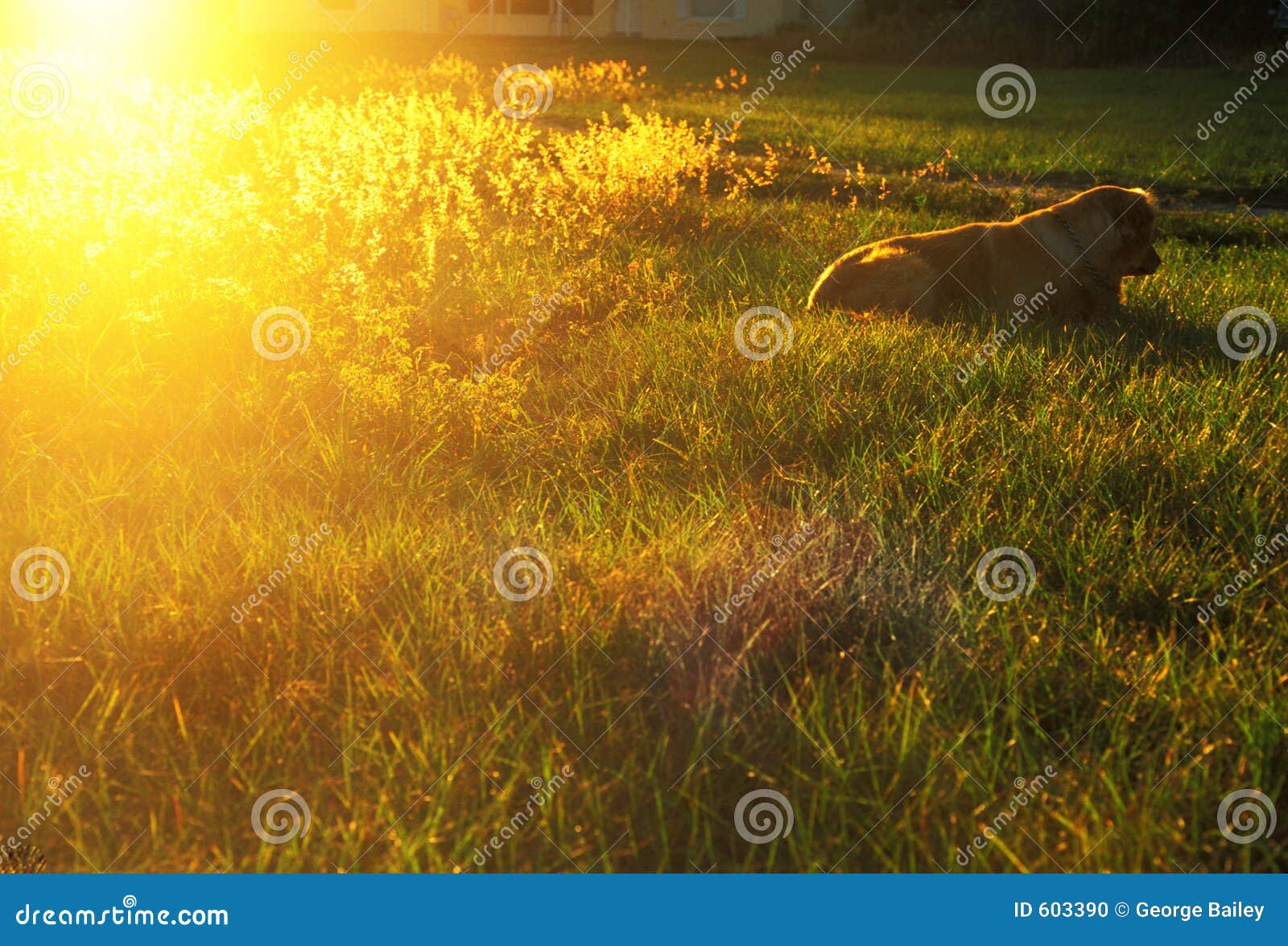 Late afternoon light stock photo. Image of retriever, light - 603390