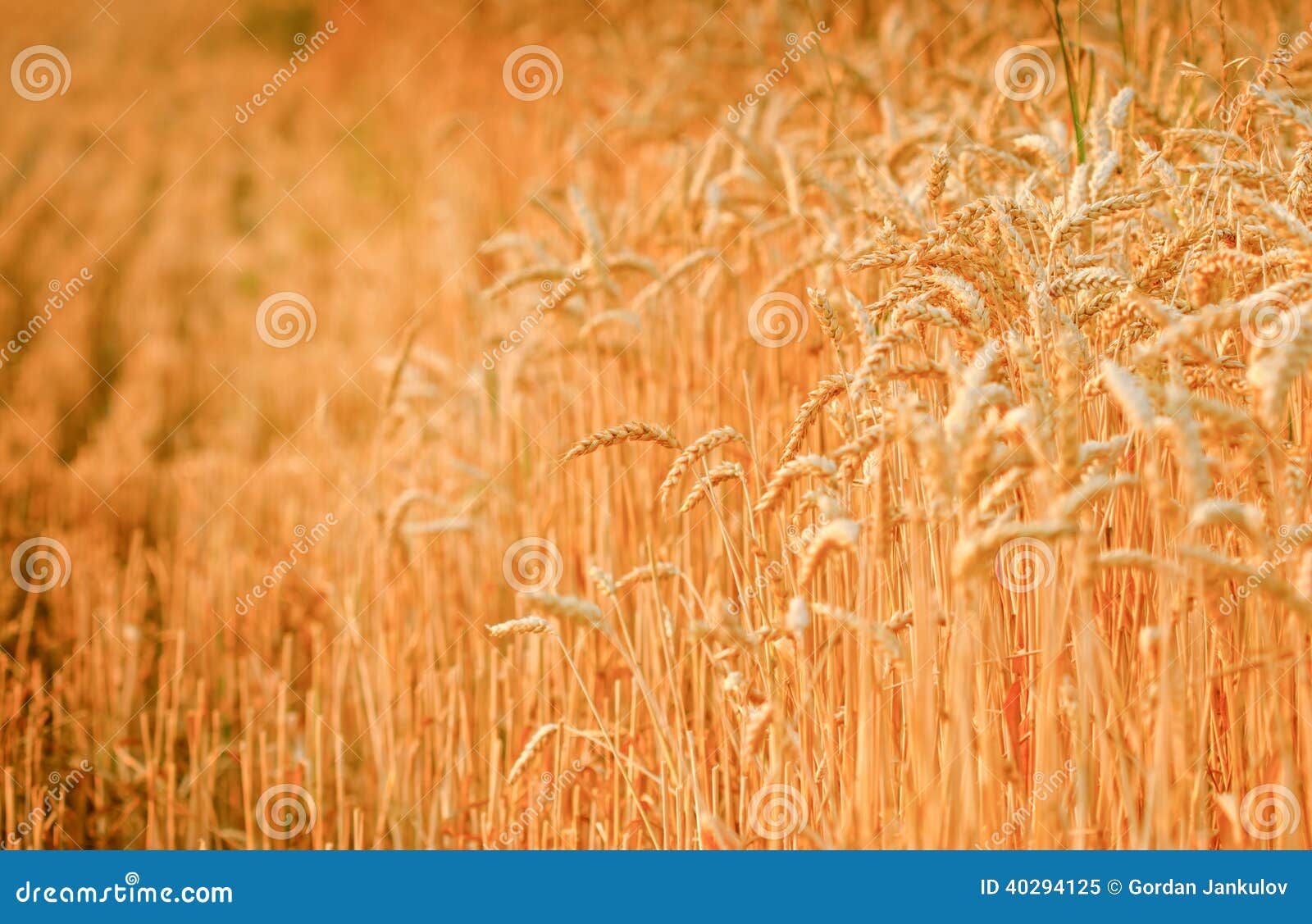 Late Afternoon on a Wheat Field Stock Image - Image of barley, beam ...