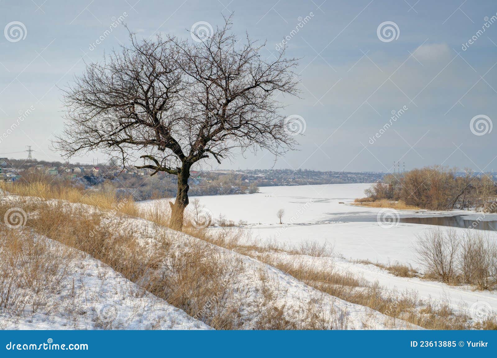 Late Afternoon Winter Landscape with Apricot Tree Stock Image - Image ...