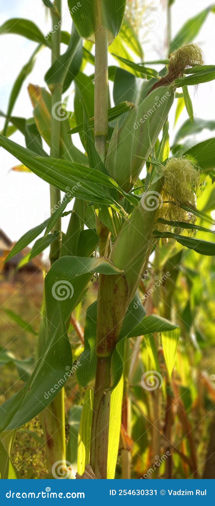 Corn in late august stock image. Image of crop, jungle - 254630331